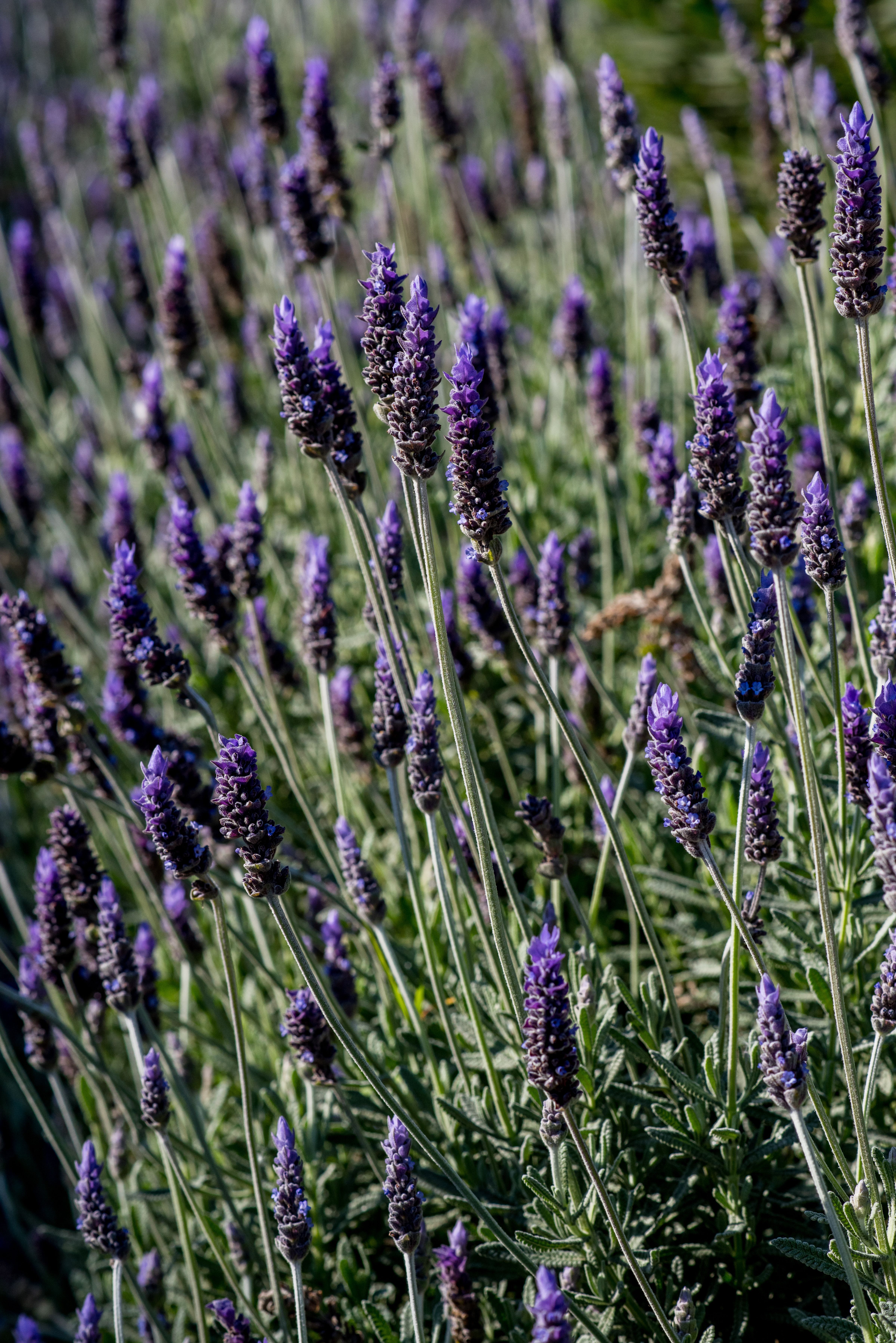 Piles of Lavander Flowers in Wooden Crate · Free Stock Photo
