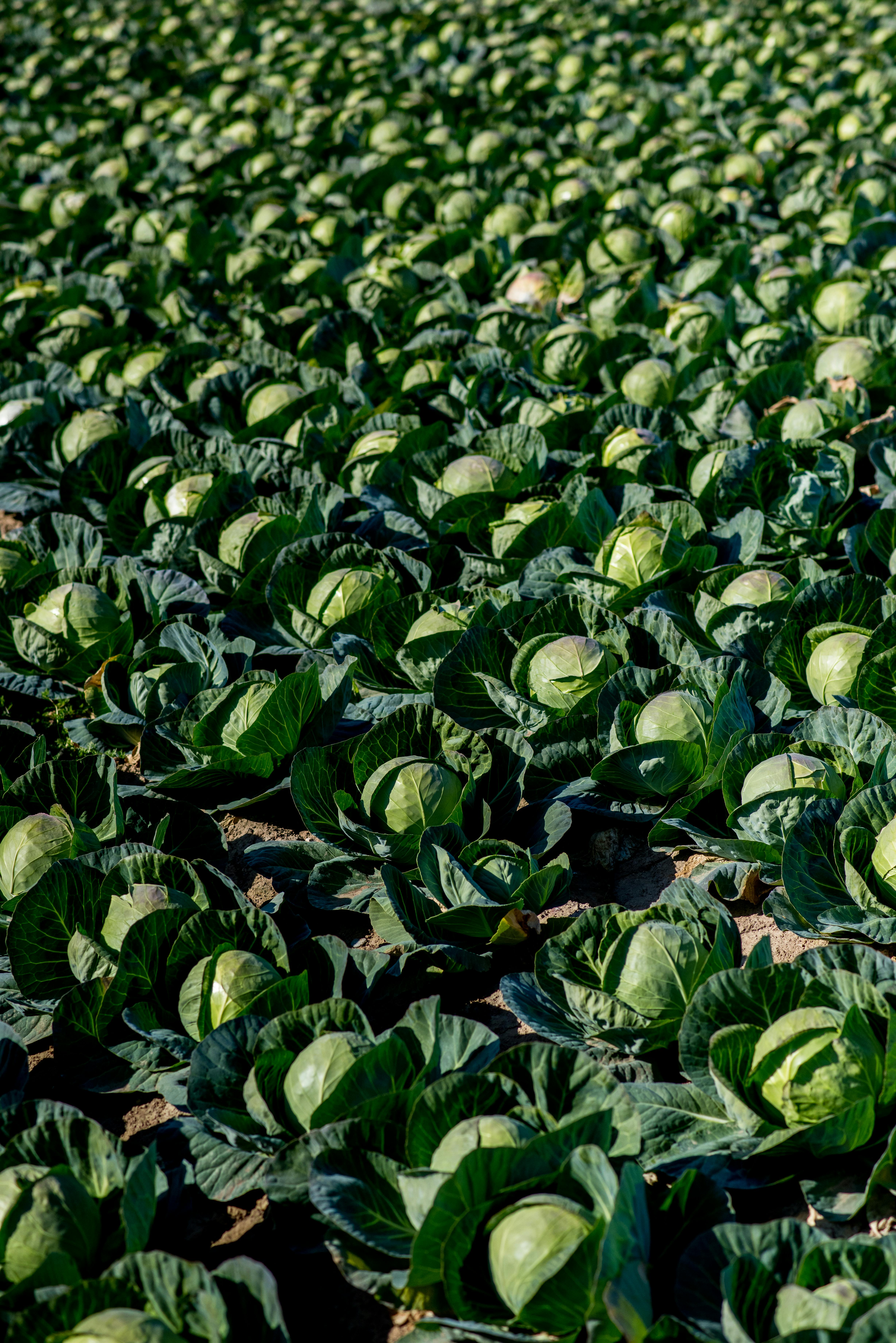 Green Cabbage Field Under Bright Sunlight · Free Stock Photo
