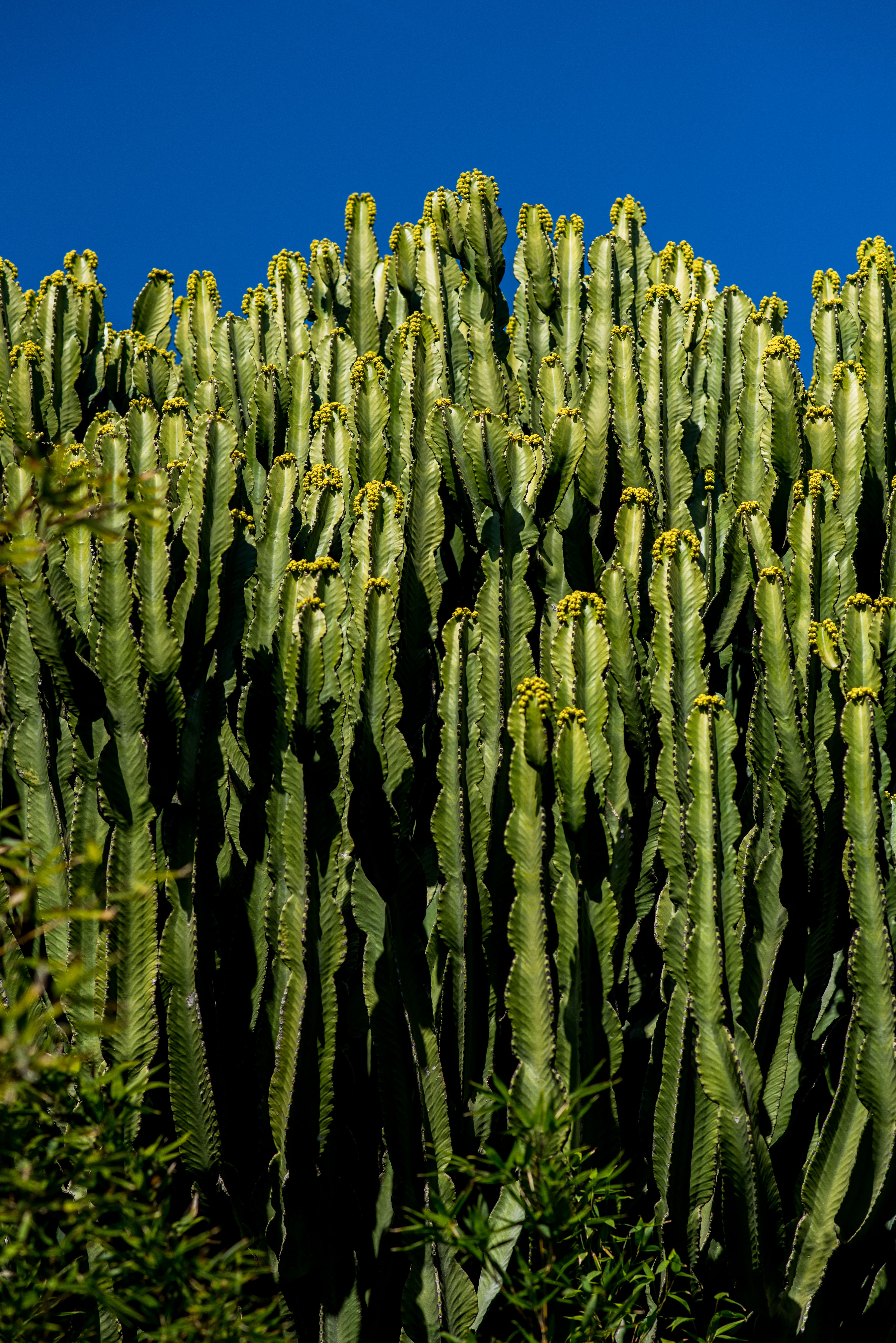 Plant Texture Photos, Download The BEST Free Plant Texture Stock Photos ...