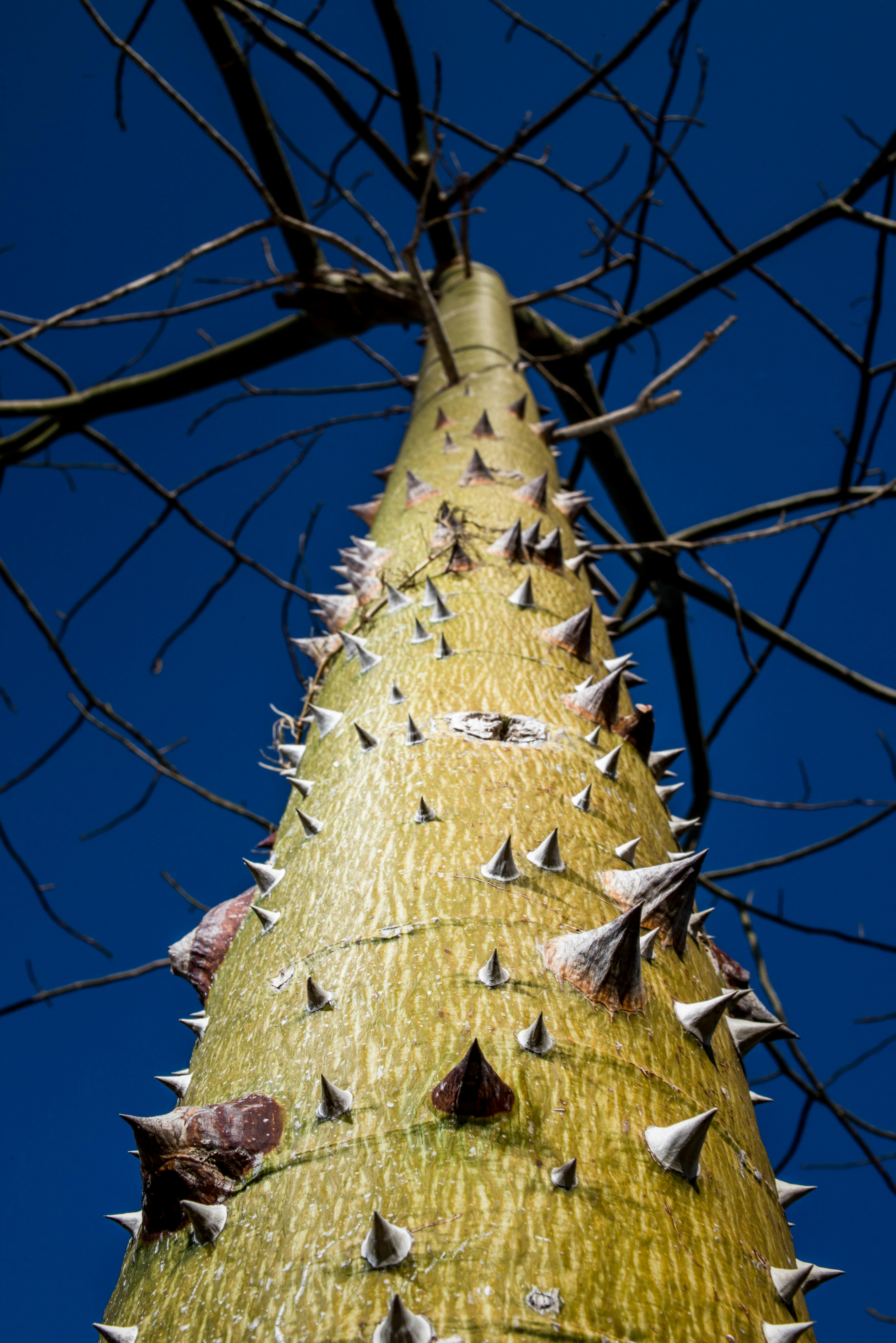 Ceiba Tree with Spikes Against Blue Sky · Free Stock Photo