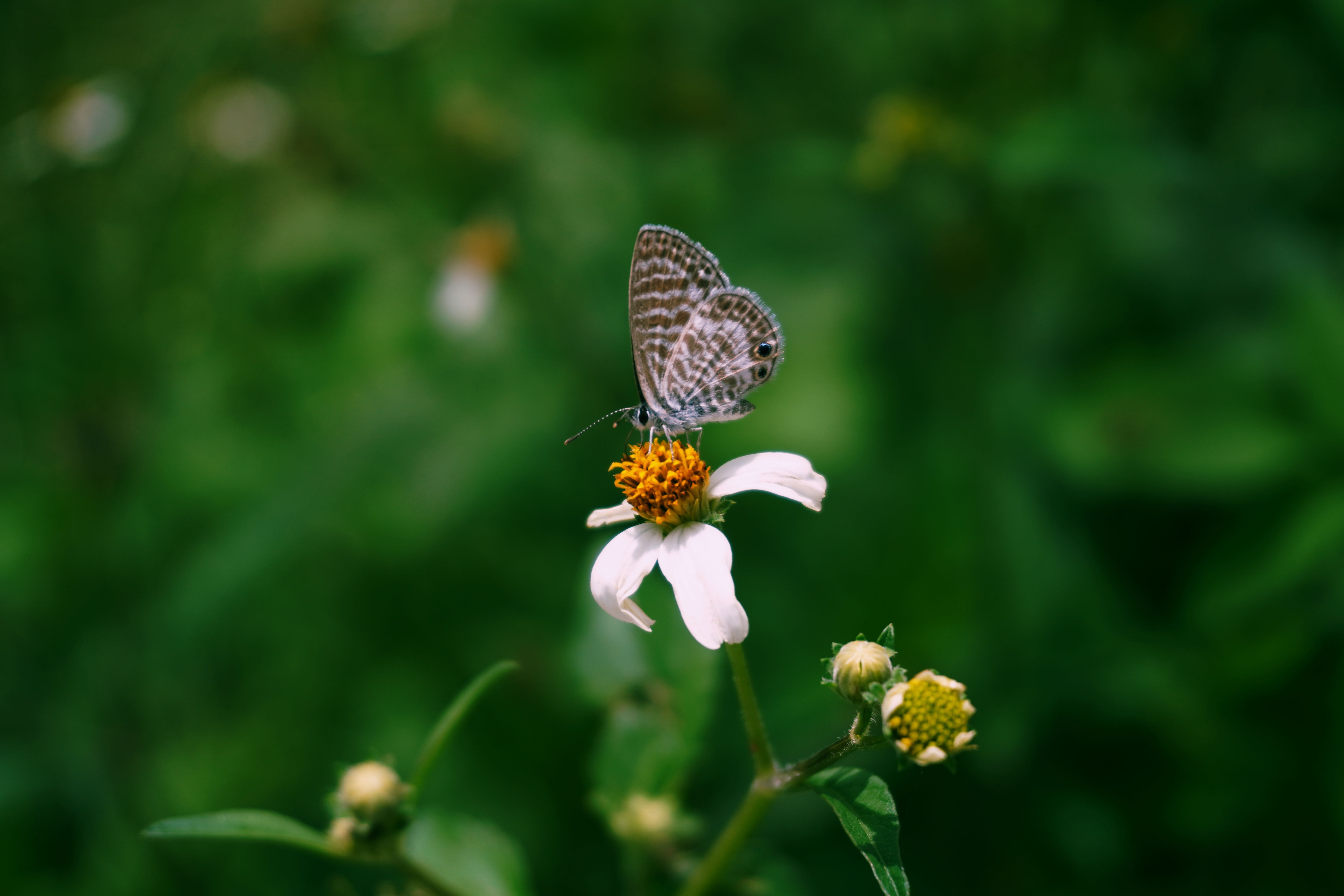 Flor Photos, Download The BEST Free Flor Stock Photos & HD Images