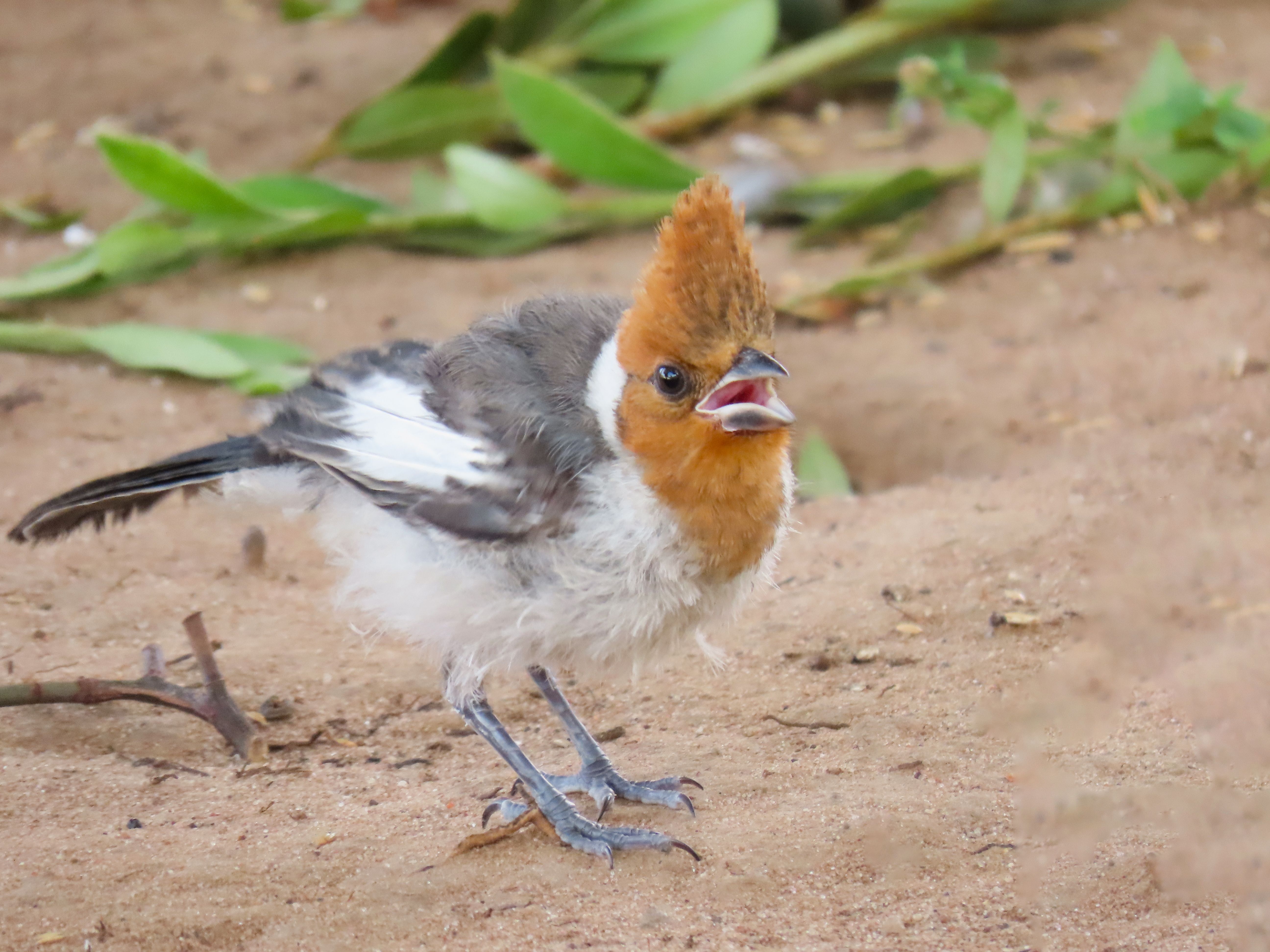 Young Crested Bird in Santa Maria, Brazil · Free Stock Photo