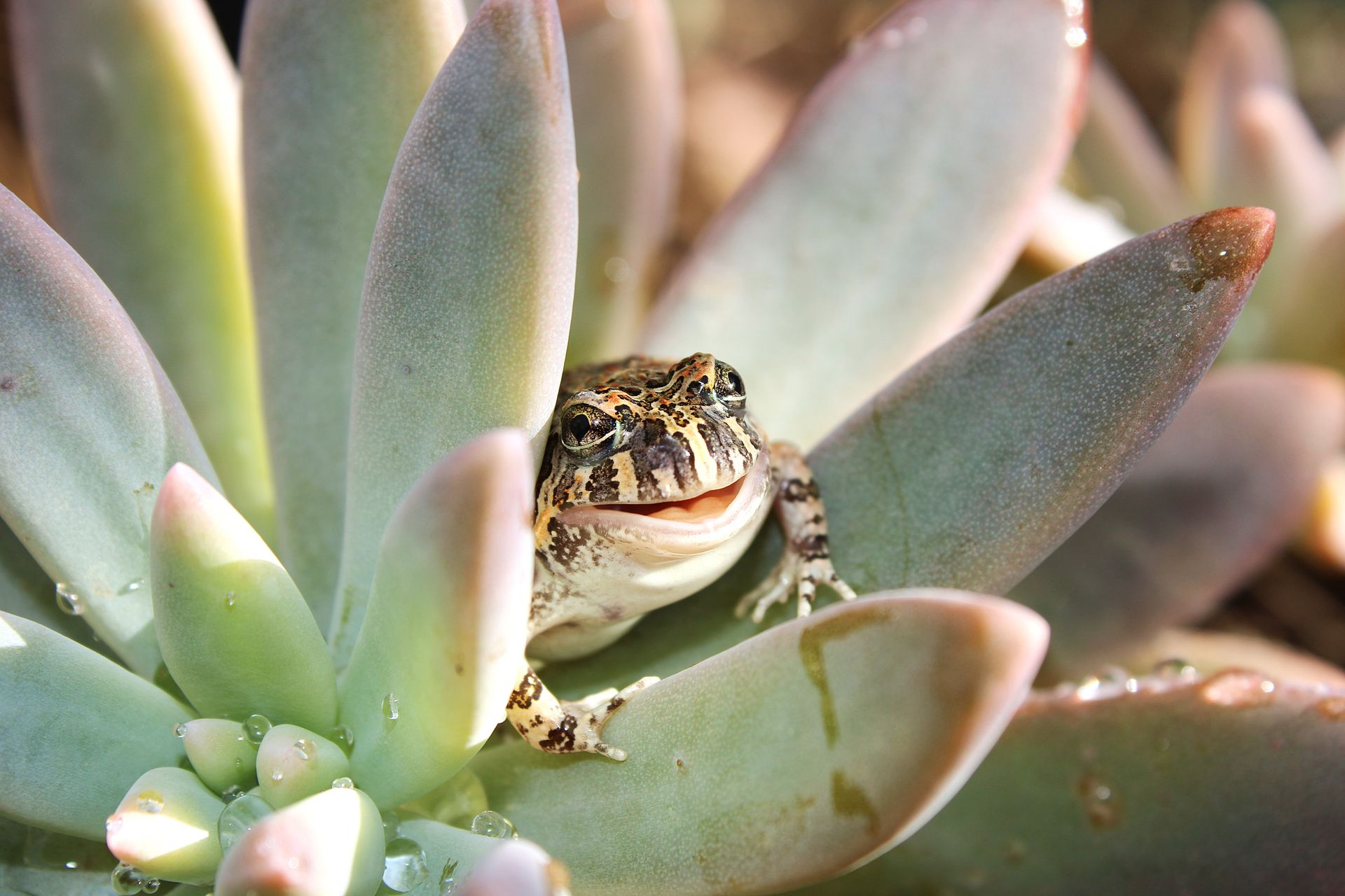 Amphibians of Australia: Meet the Country's Frogs & Toads