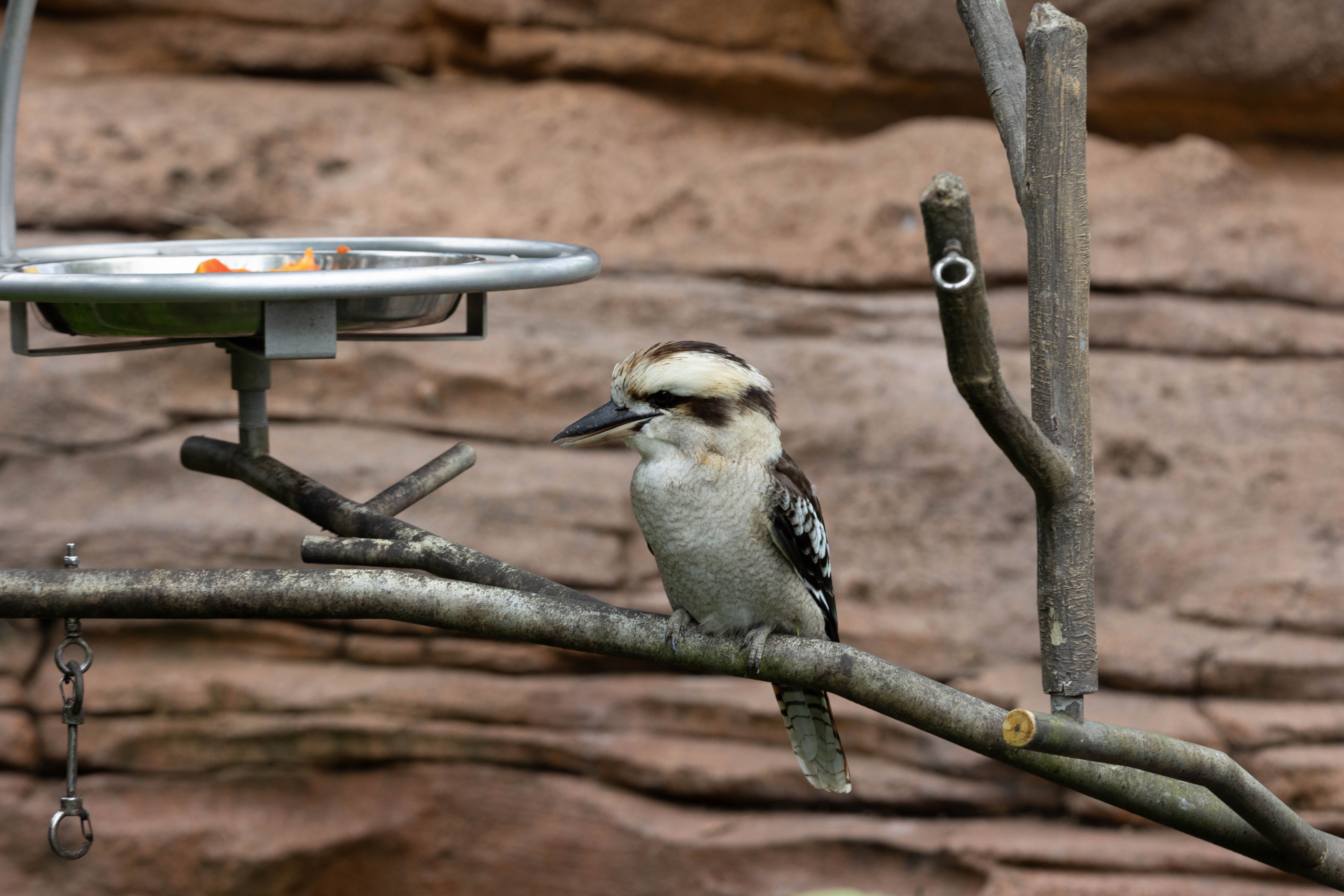Laughing Kookaburra on a Branch in Natural Habitat · Free Stock Photo