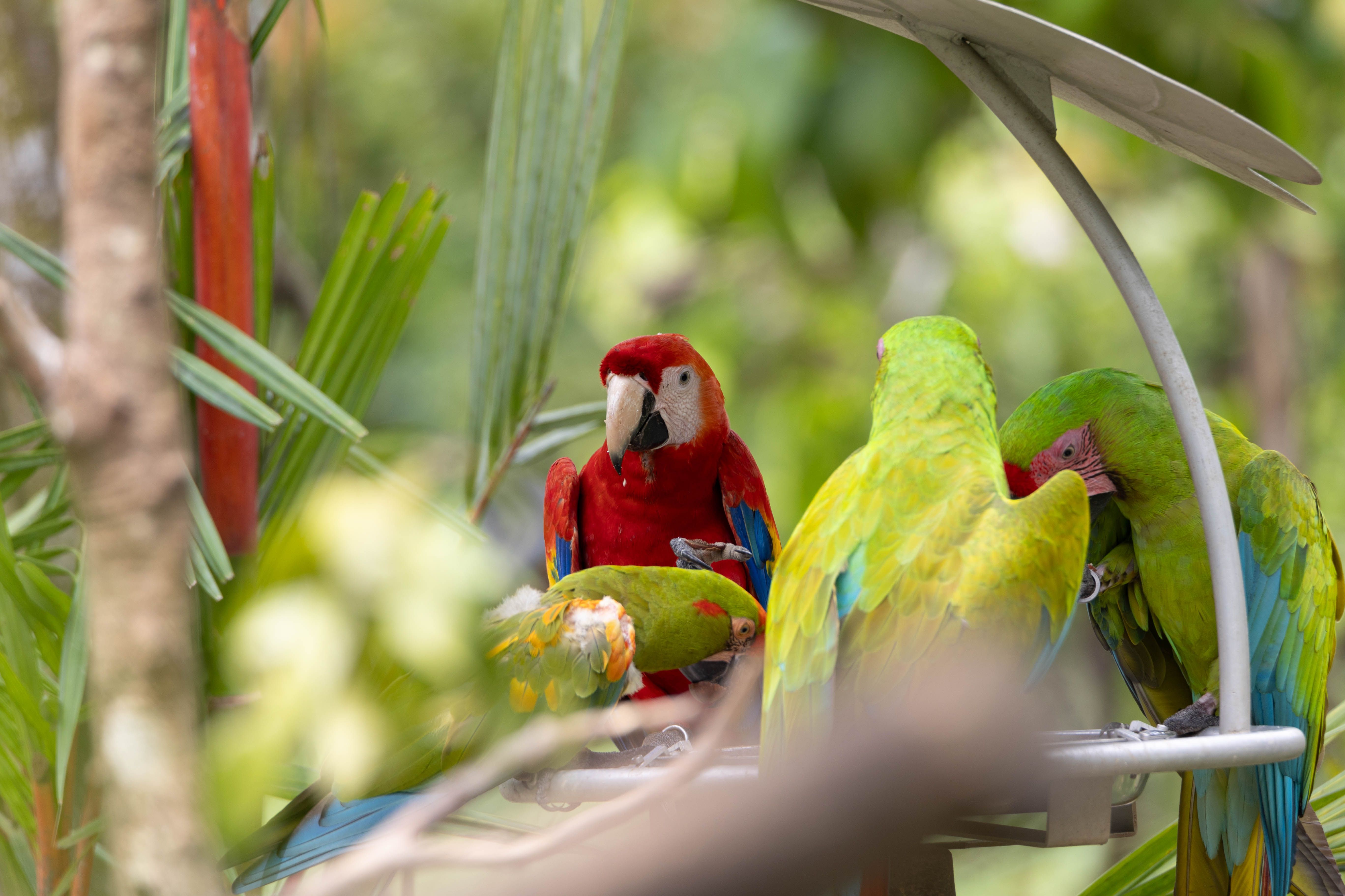 Multi Colored Birds Photos, Download The BEST Free Multi Colored Birds ...