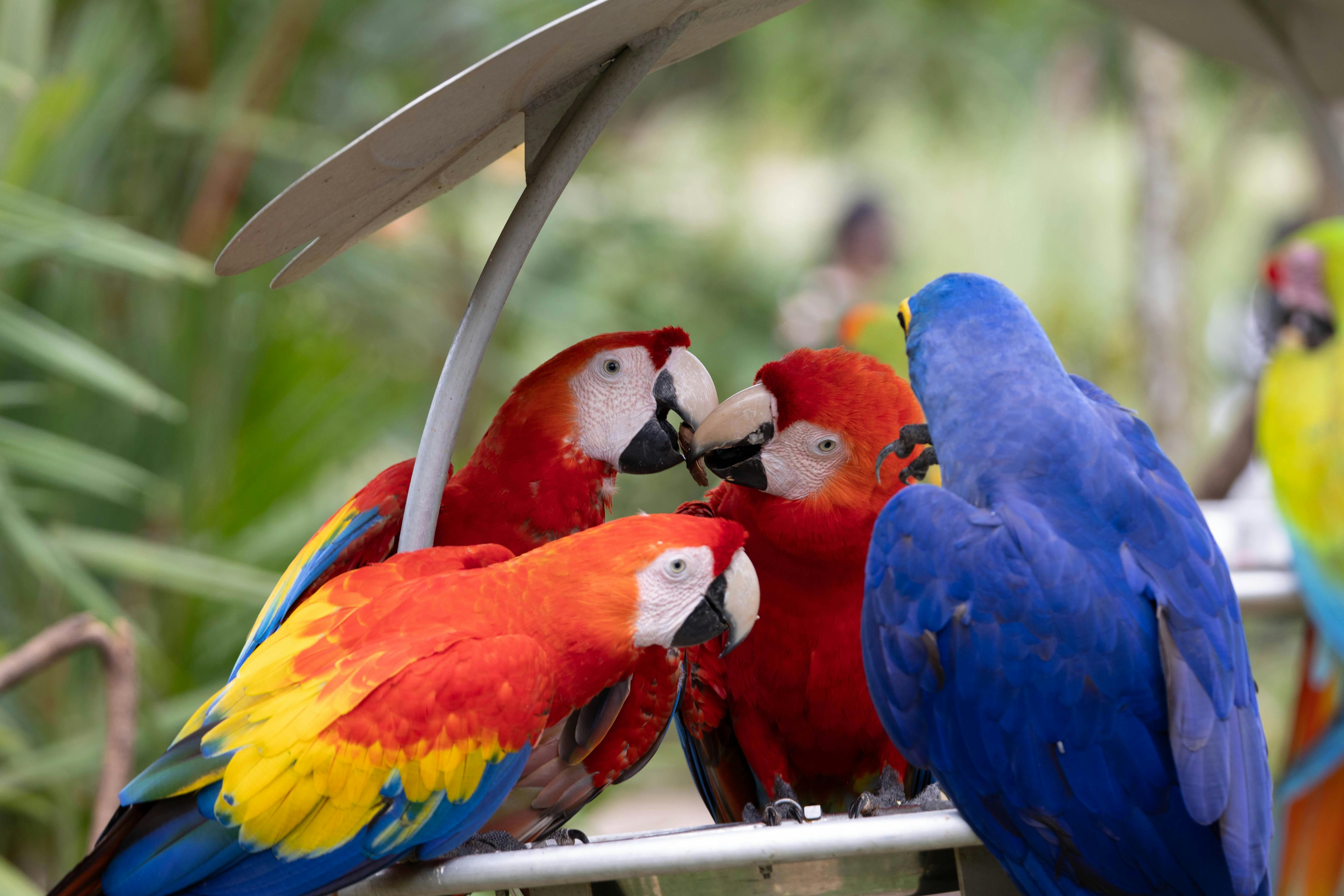Guacamayos Azules Y Escarlatas De Colores Vibrantes Se Reúnen Al Aire ...