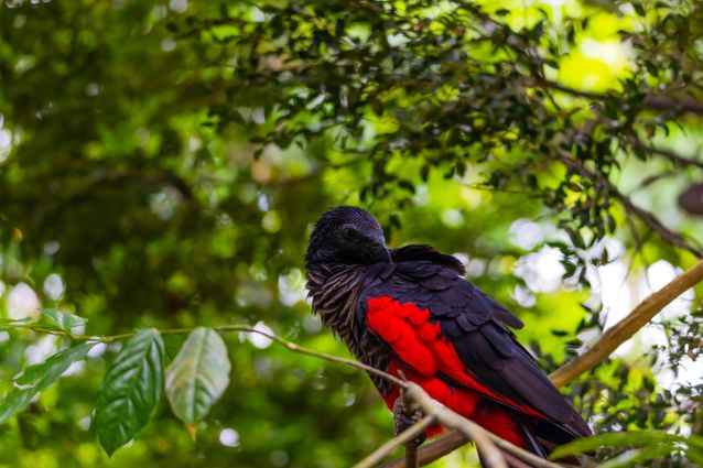 Black Headed Parrot: Species Overview and Information