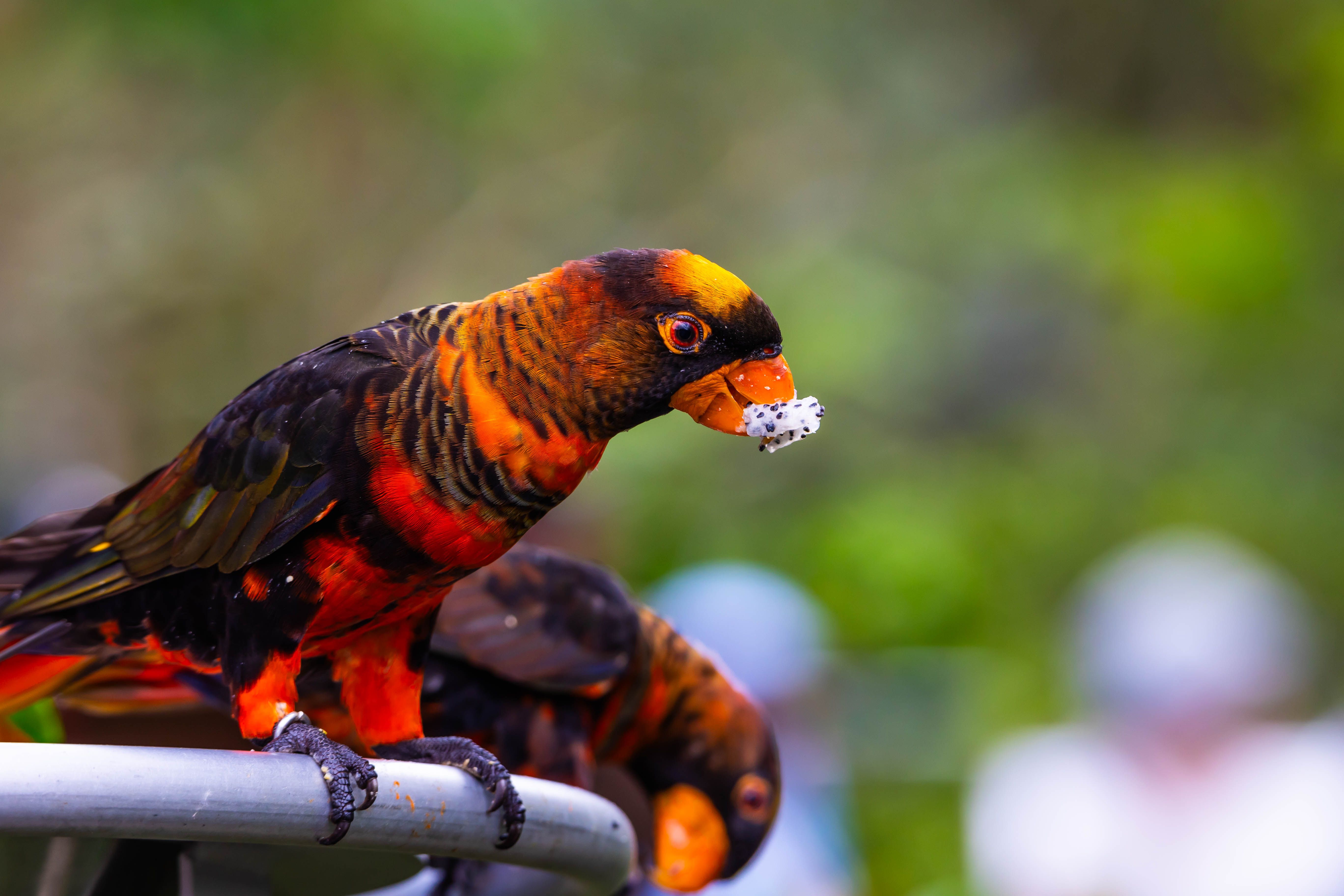 Vibrant Dusky Lory Parrots In Natural Habitat Free Stock Photo