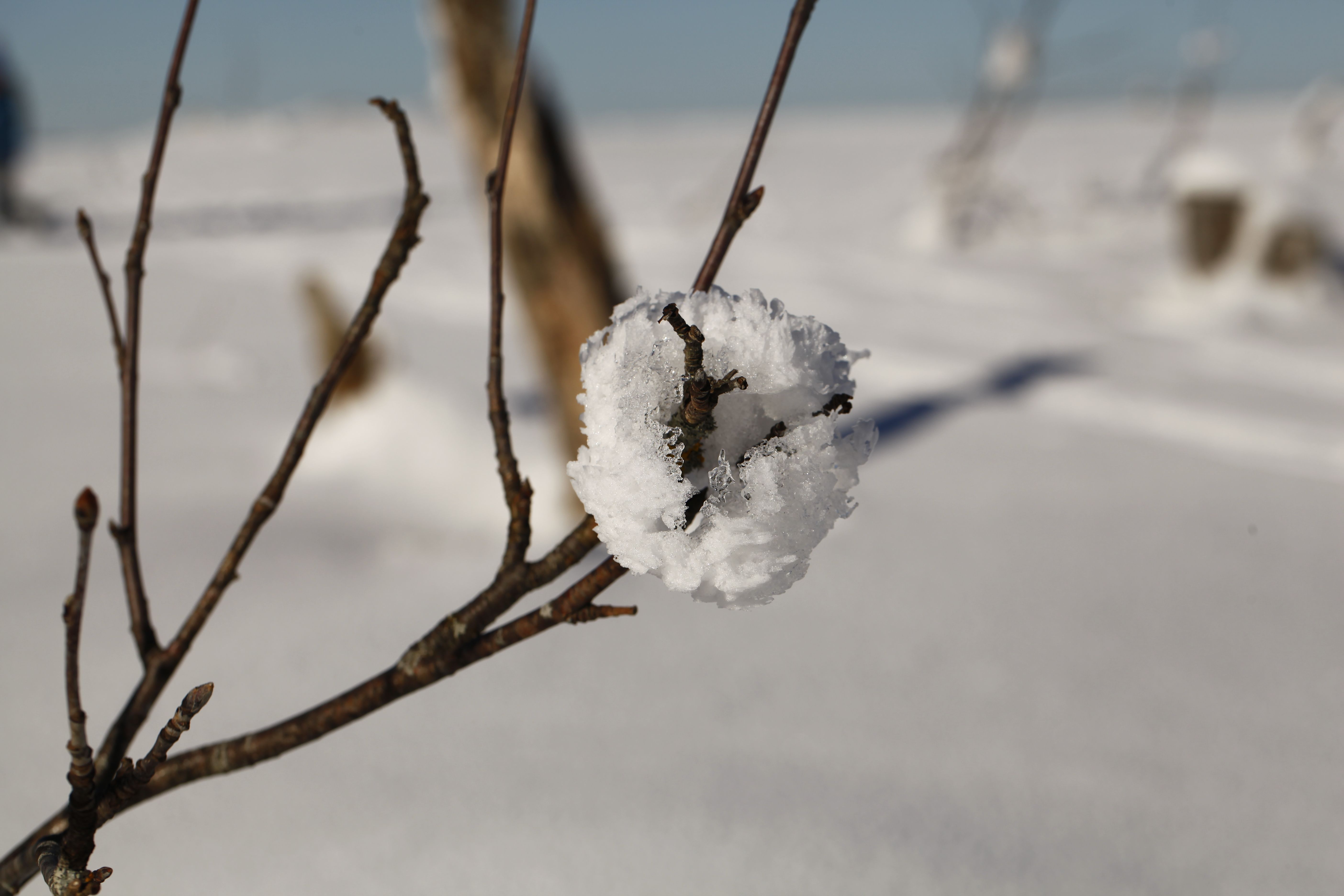 Close-up of Snowy Branch in a Winter Landscape · Free Stock Photo