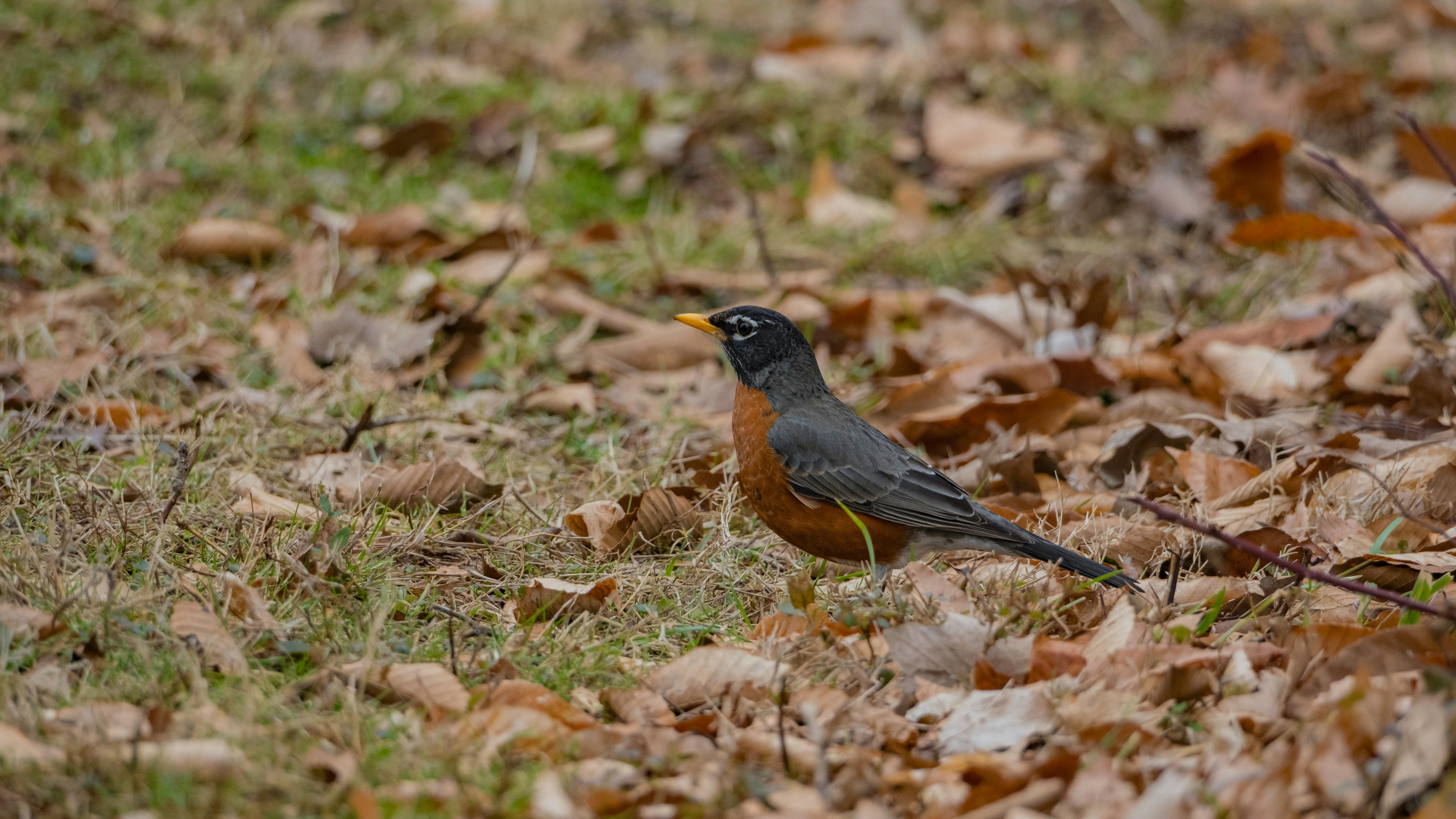 American Robin Amongst Autumn Leaves in Kentucky · Free Stock Photo