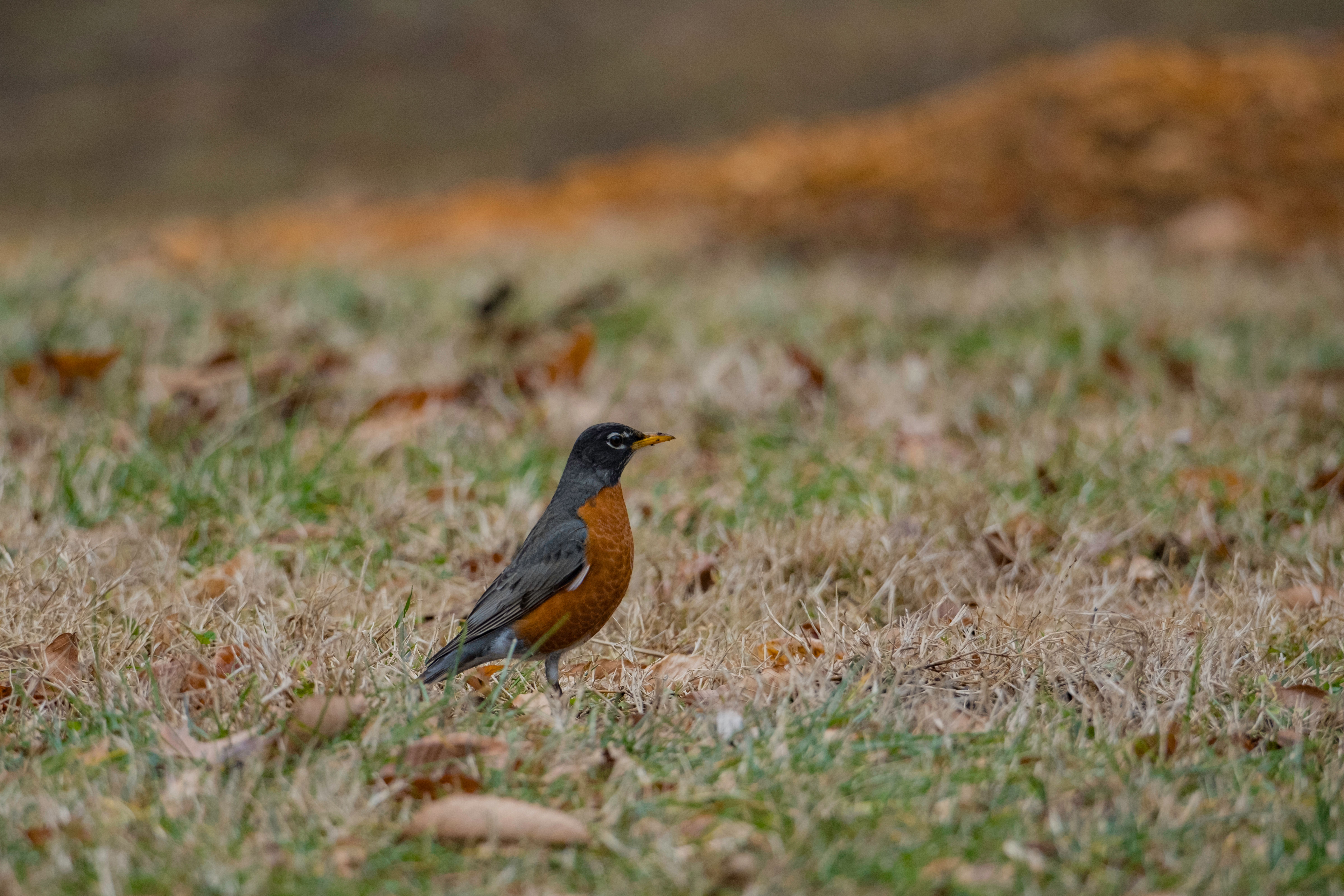 American Robin Standing in Kentucky Field · Free Stock Photo