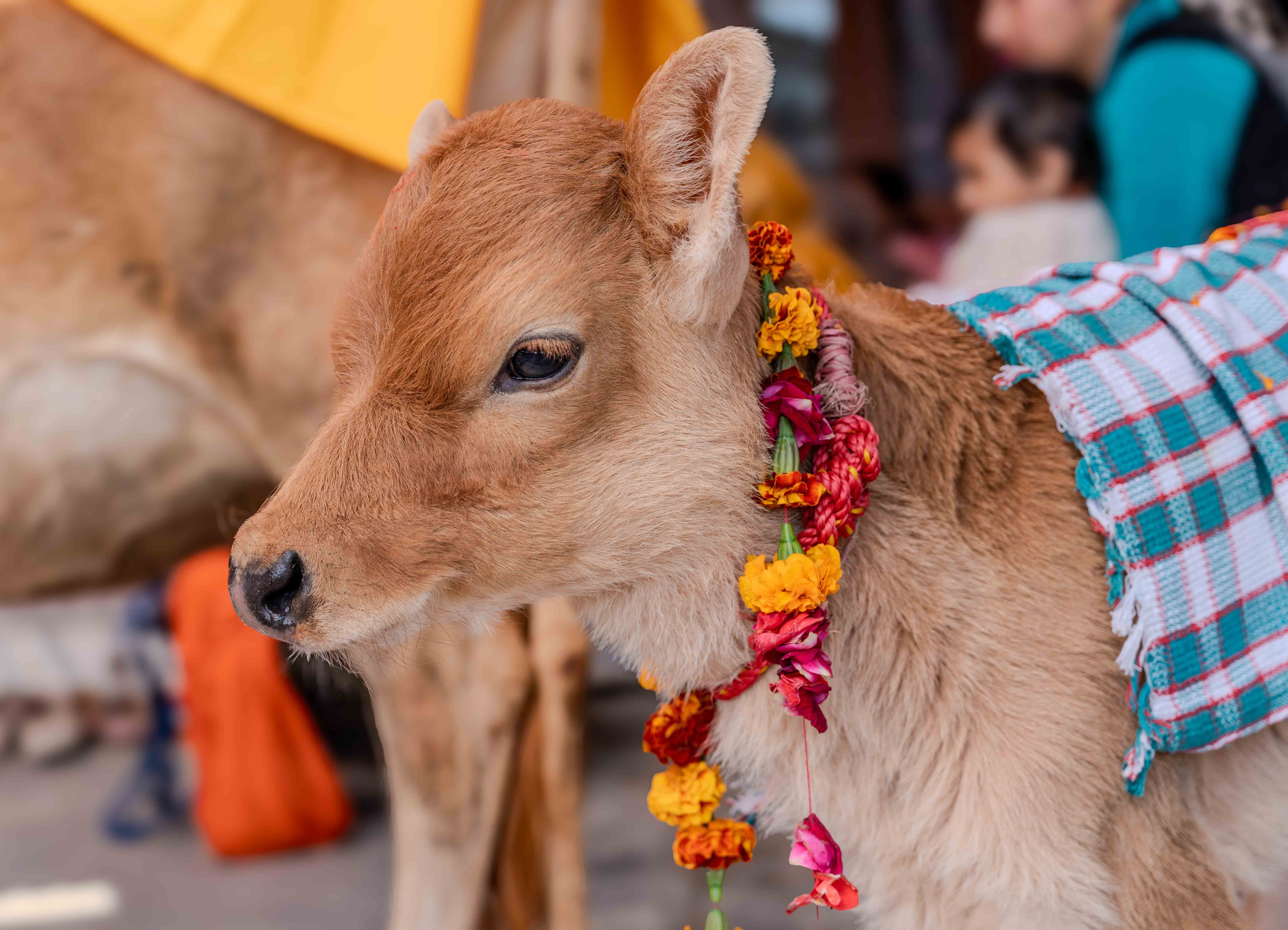Cow With Calf Indian Culture Photos, Download The BEST Free Cow With ...