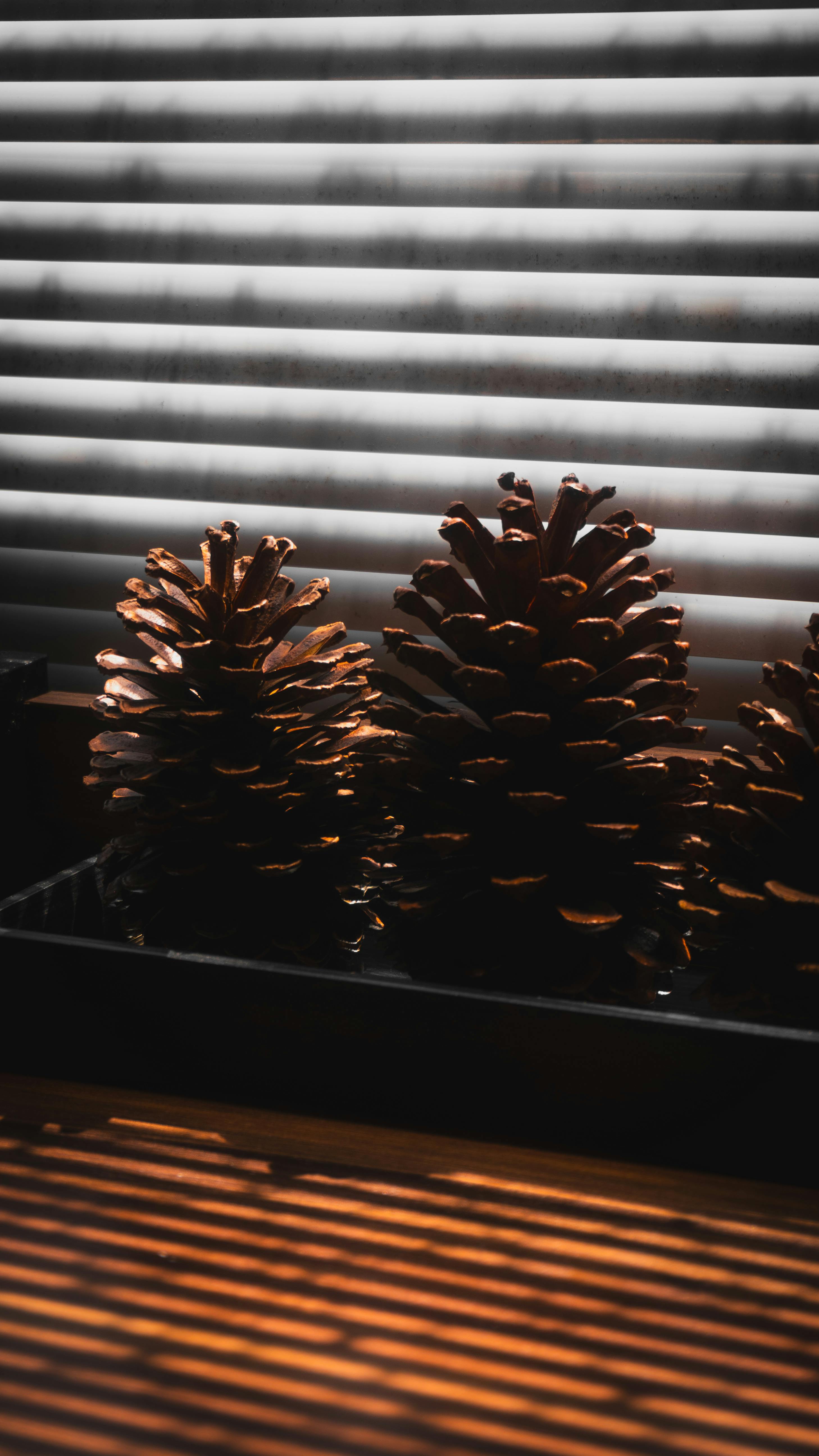 Dramatic Shadowed Pine Cones on Wooden Surface · Free Stock Photo