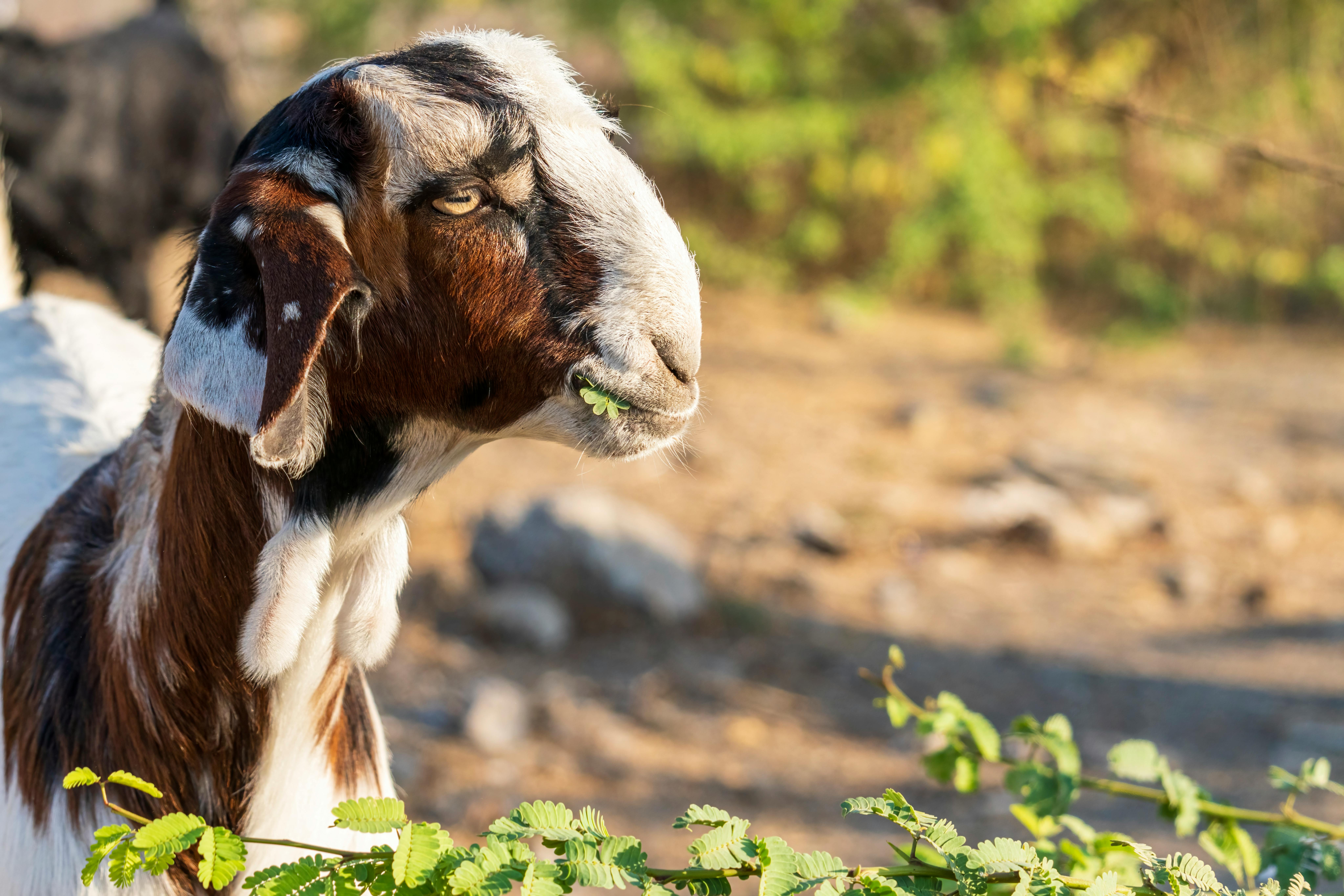 Close-up of a Goat Chewing in a Sunny Pasture · Free Stock Photo