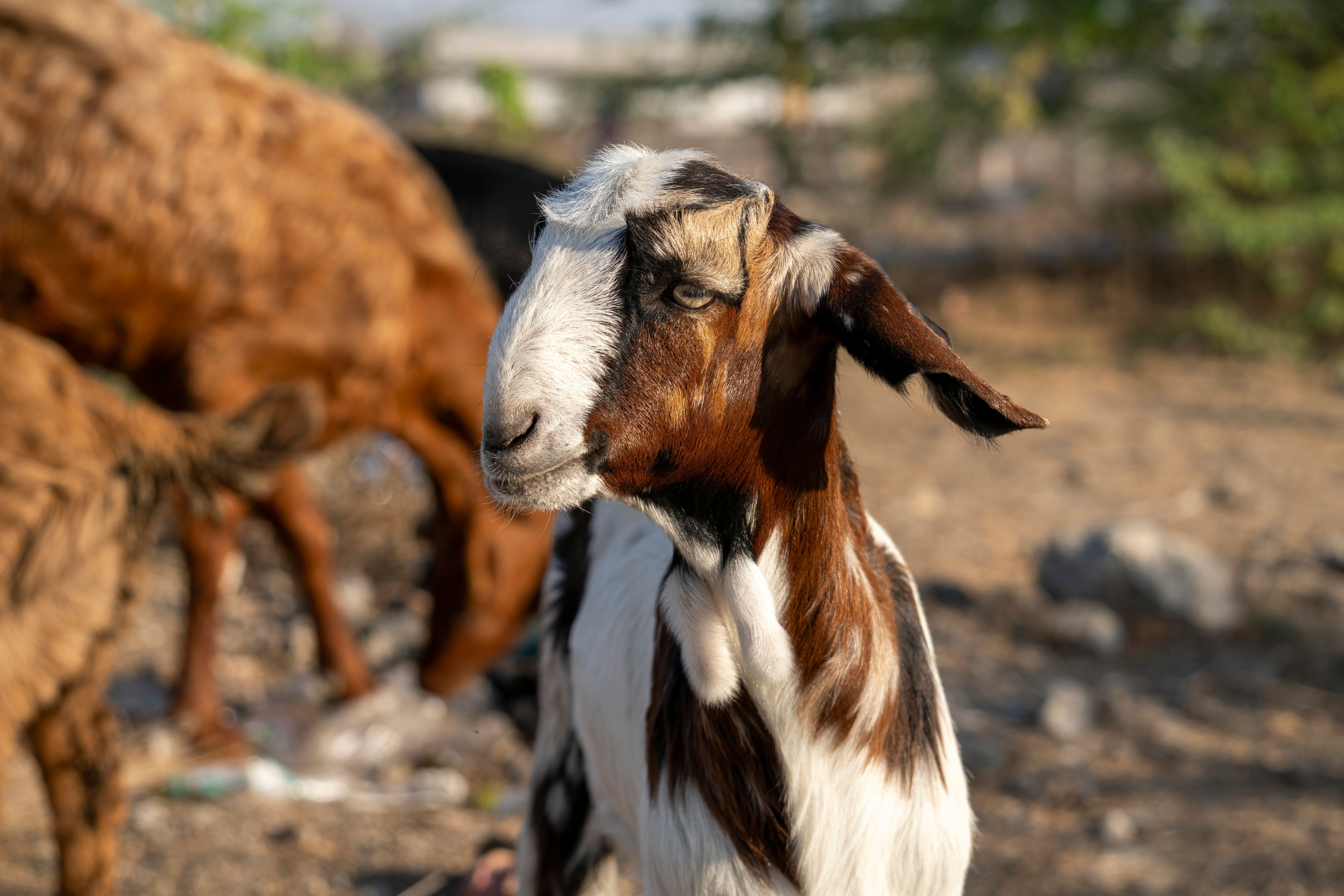 Goat Images Photos, Download The BEST Free Goat Images Stock Photos ...