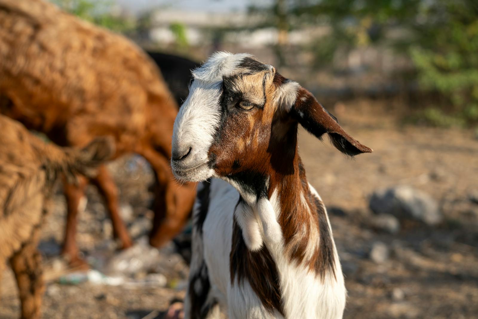 Goat Images Photos, Download The BEST Free Goat Images Stock Photos ...