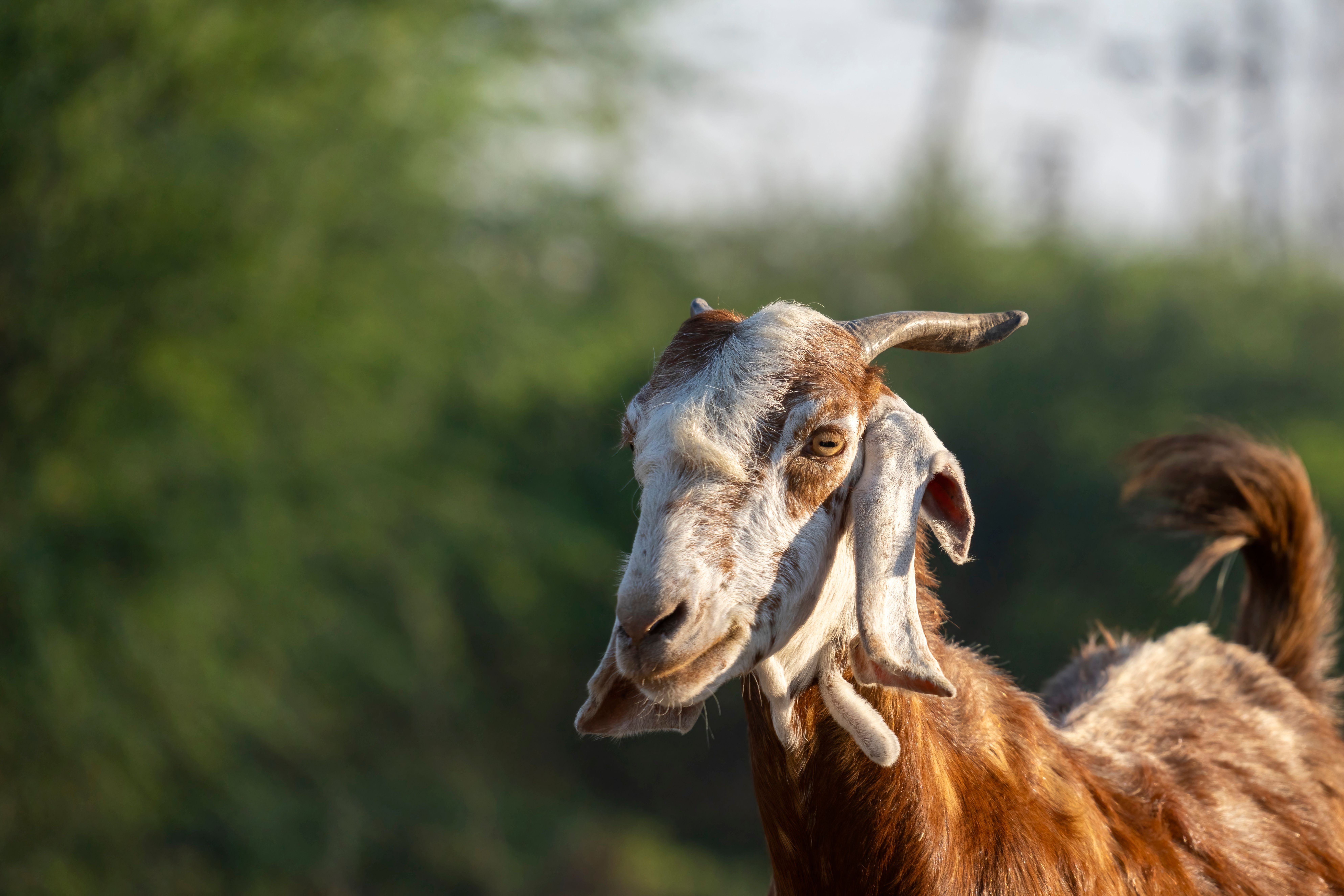 Close-up Portrait of a Goat Outdoors · Free Stock Photo