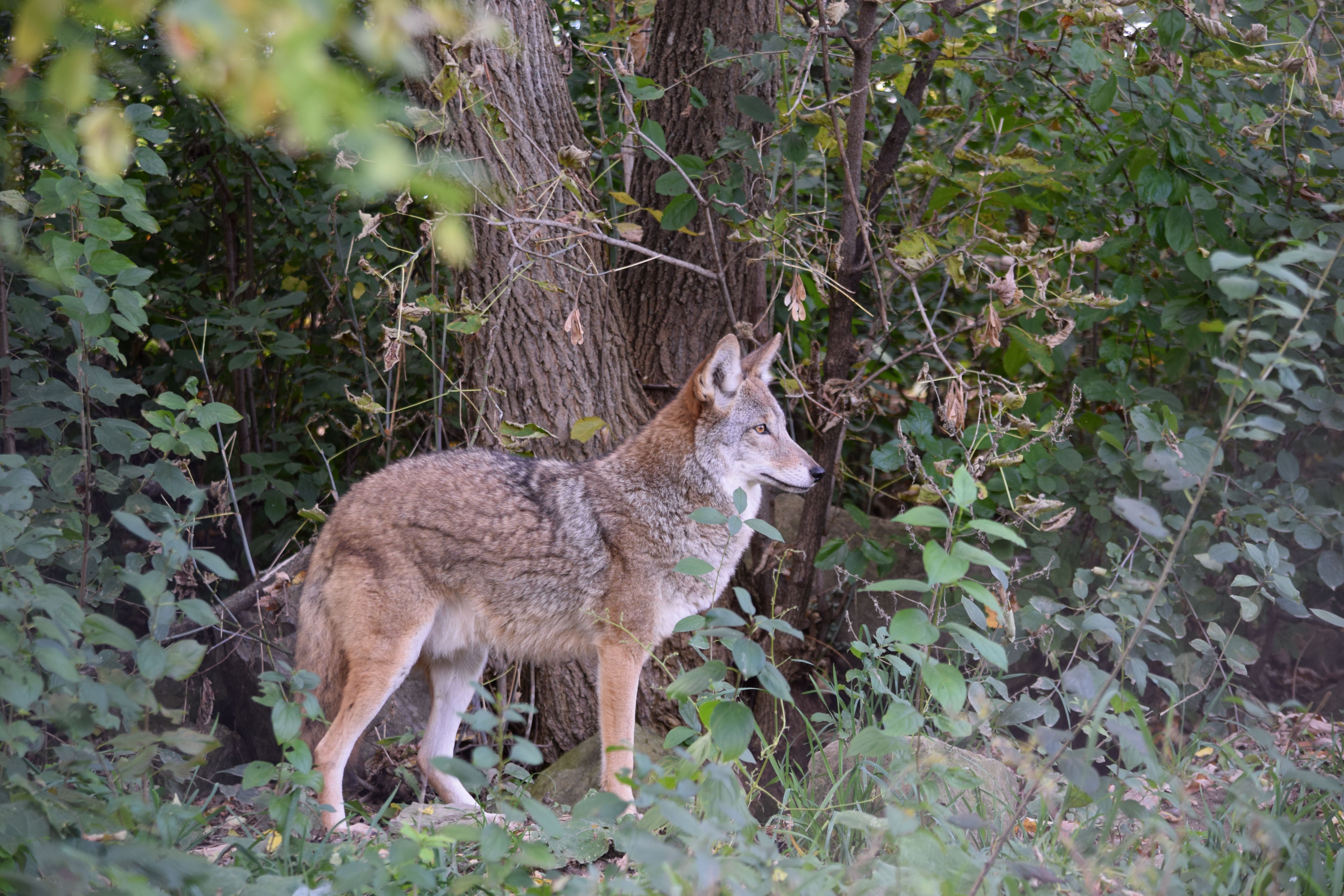 Wild Coyote in Forested Habitat · Free Stock Photo