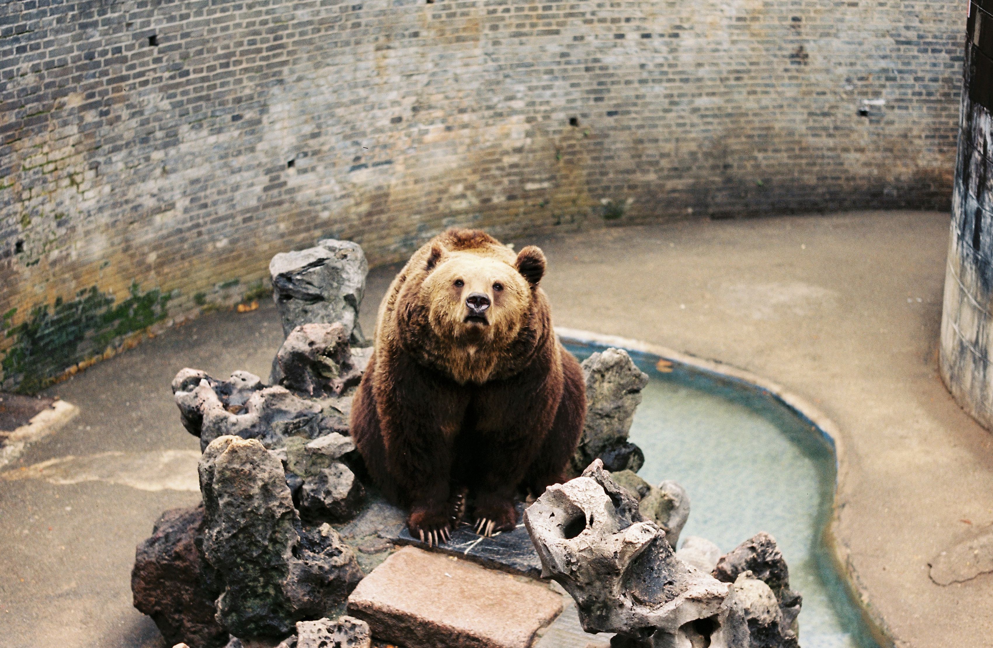 Zoo Design Photos, Download The BEST Free Zoo Design Stock Photos & HD ...
