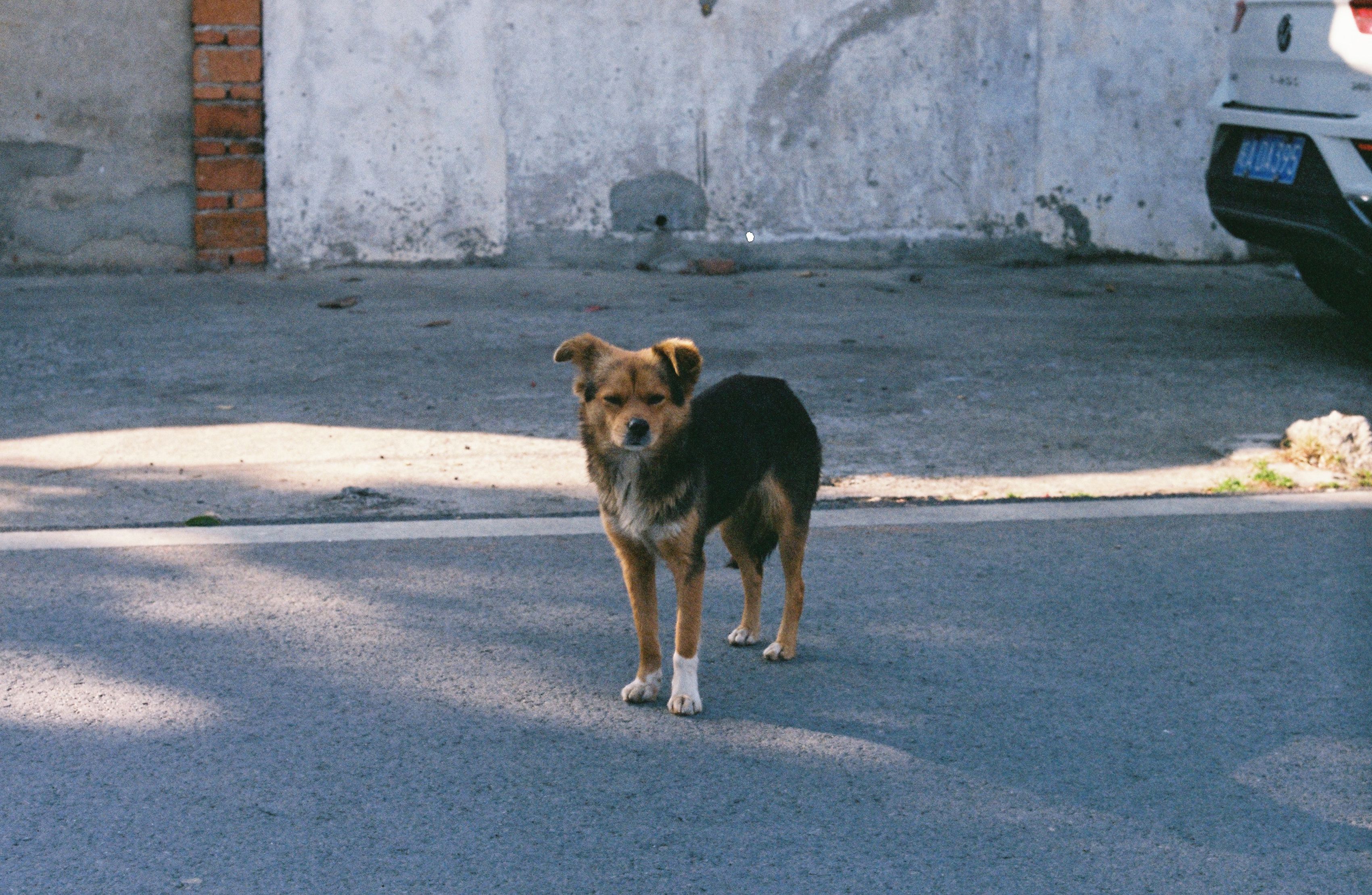 Routine Animal Photos, Download The BEST Free Routine Animal Stock ...