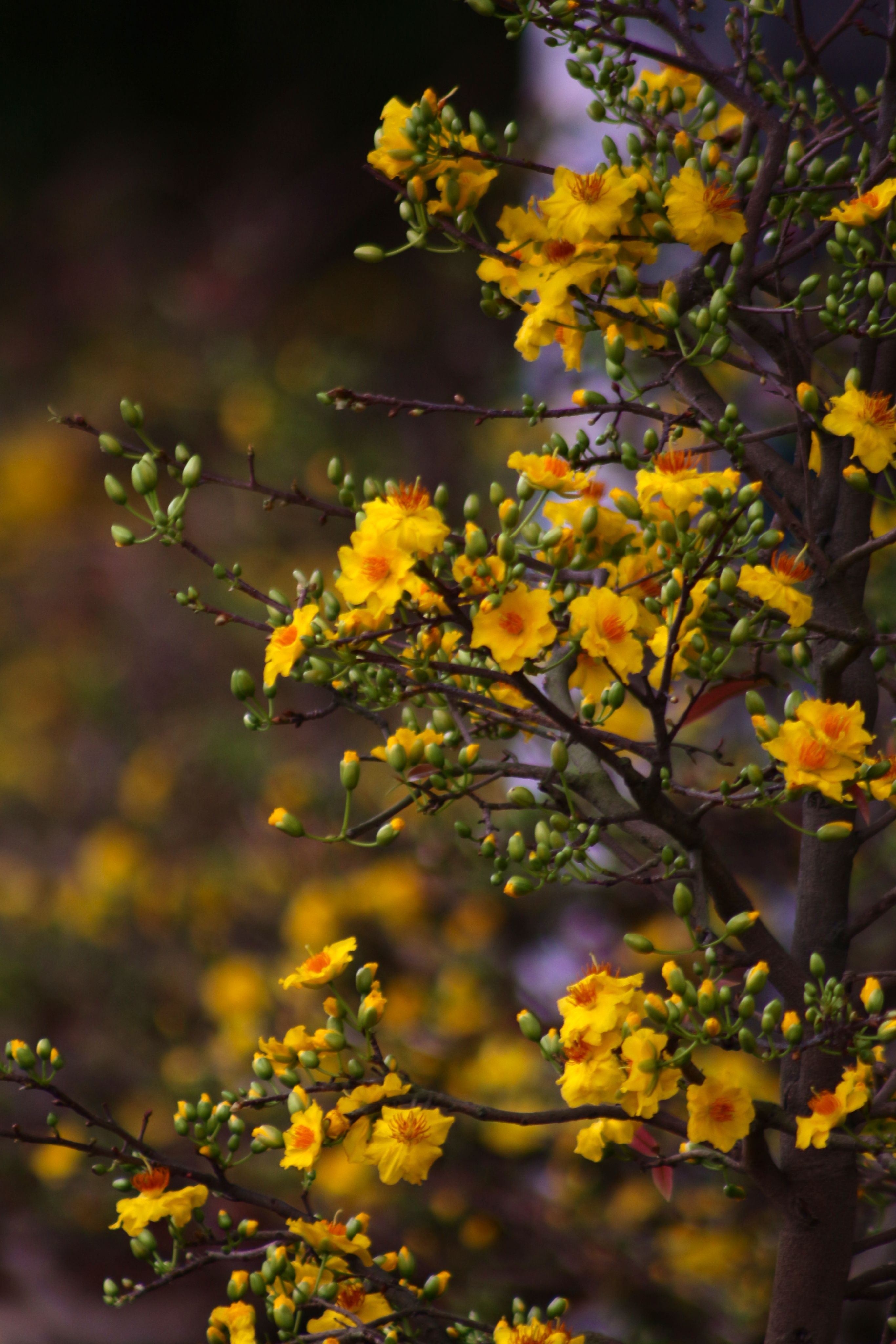 Macro Photography of Yellow Flowering Tree · Free Stock Photo