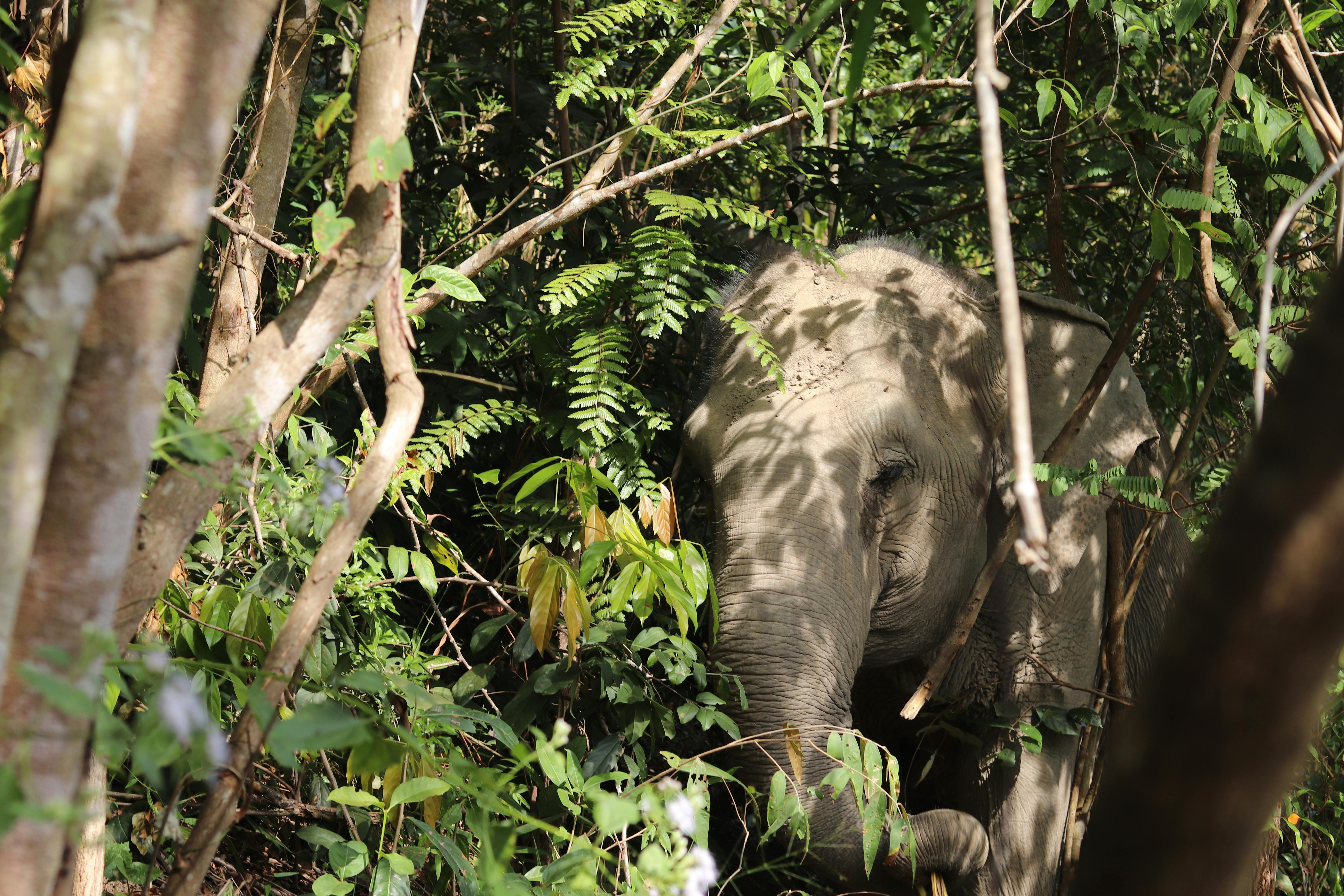 Elephant Center Thailand Photos, Download The BEST Free Elephant Center ...