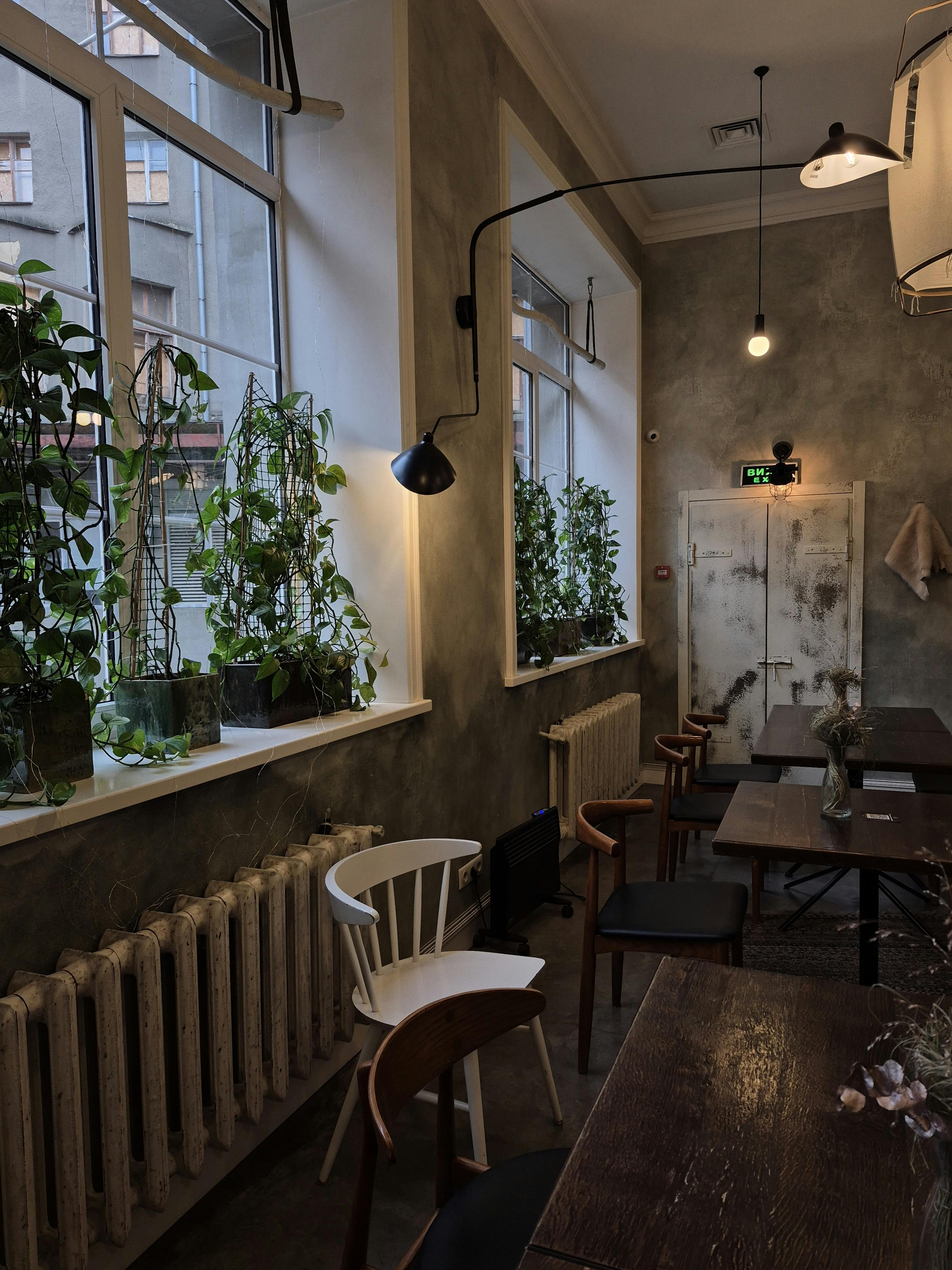 Cozy Cafe Interior with Natural Lighting and Green Plants · Free Stock ...