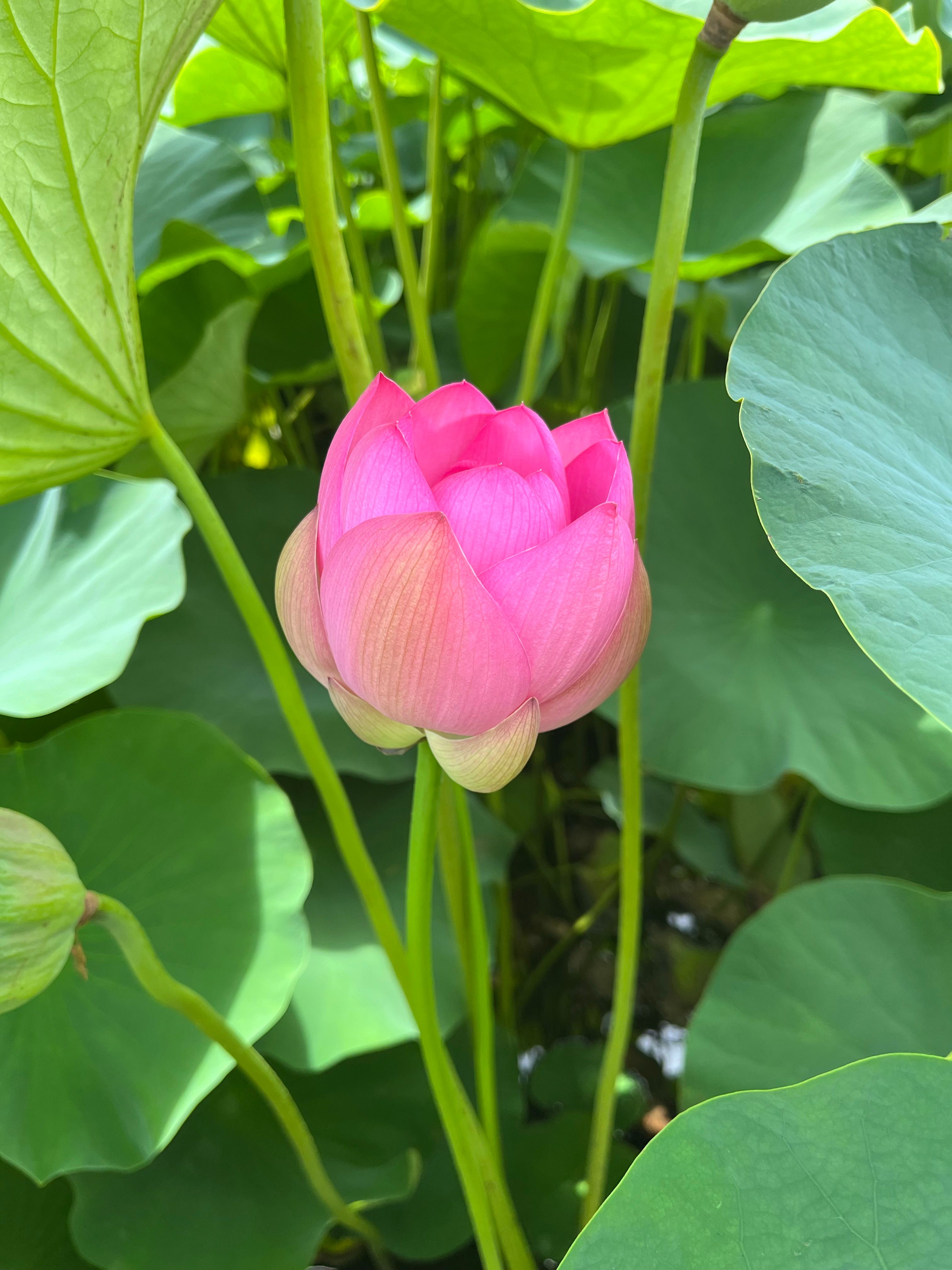 Vibrant Pink Lotus Bloom Amidst Lush Green Leaves · Free Stock Photo