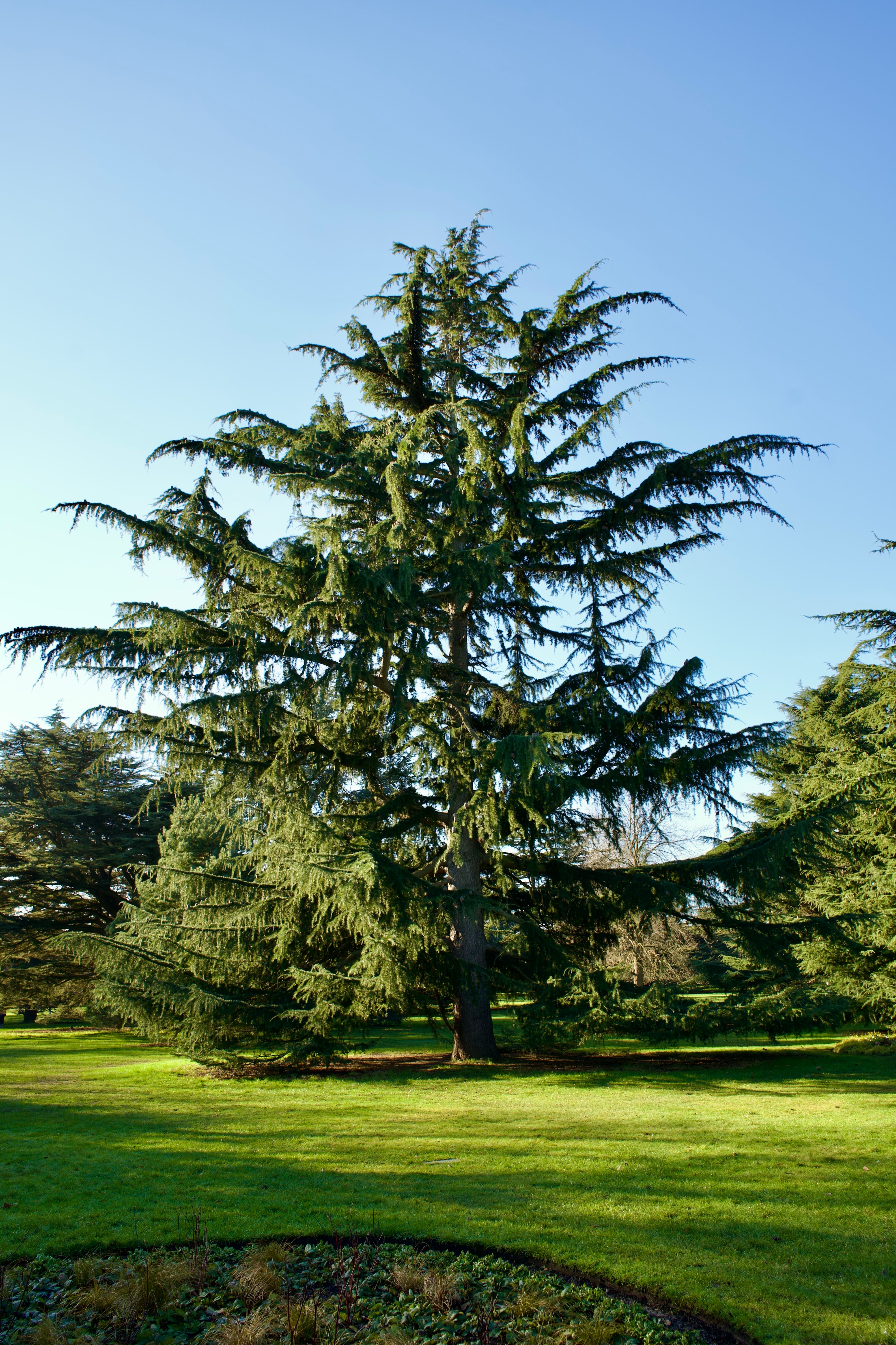 Majestic Cedar Tree in English Park · Free Stock Photo