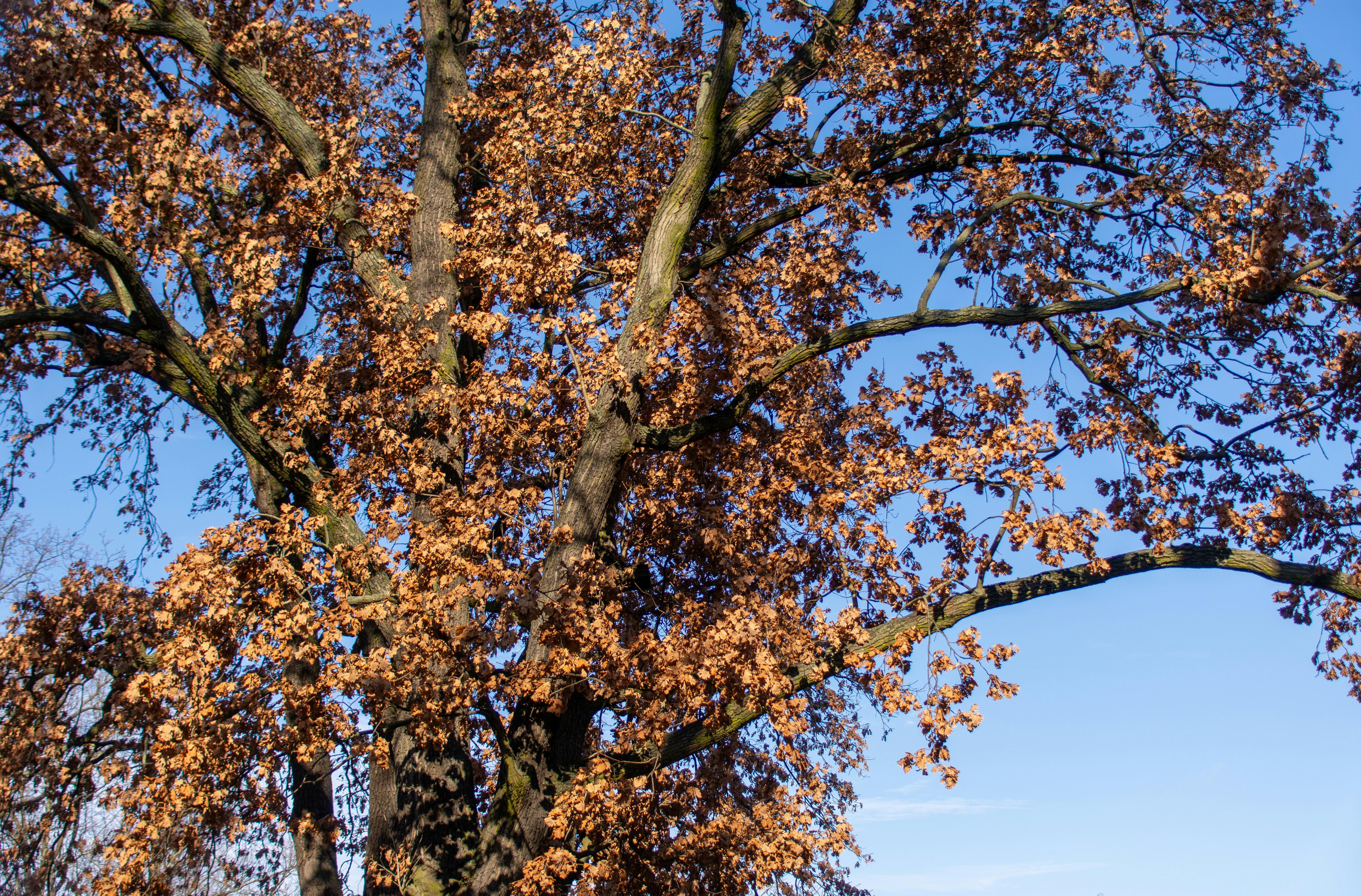 Oak Tree Photos, Download The BEST Free Oak Tree Stock Photos & HD Images