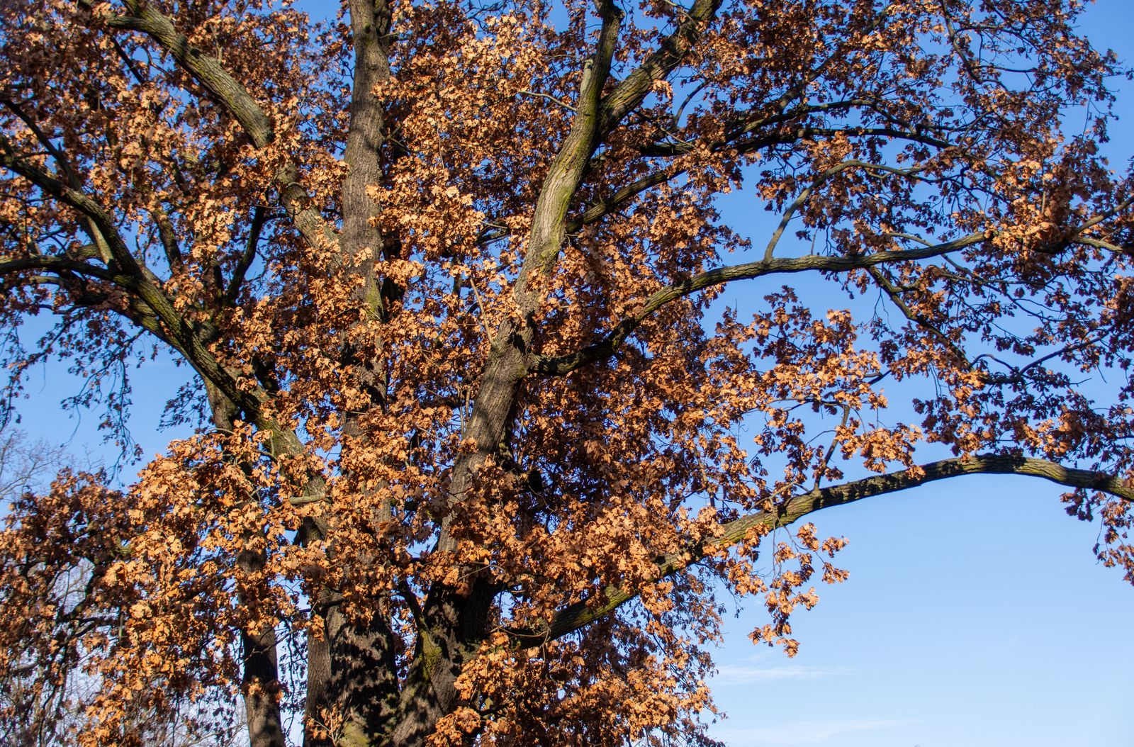 Oak Tree Photos, Download The BEST Free Oak Tree Stock Photos & HD Images