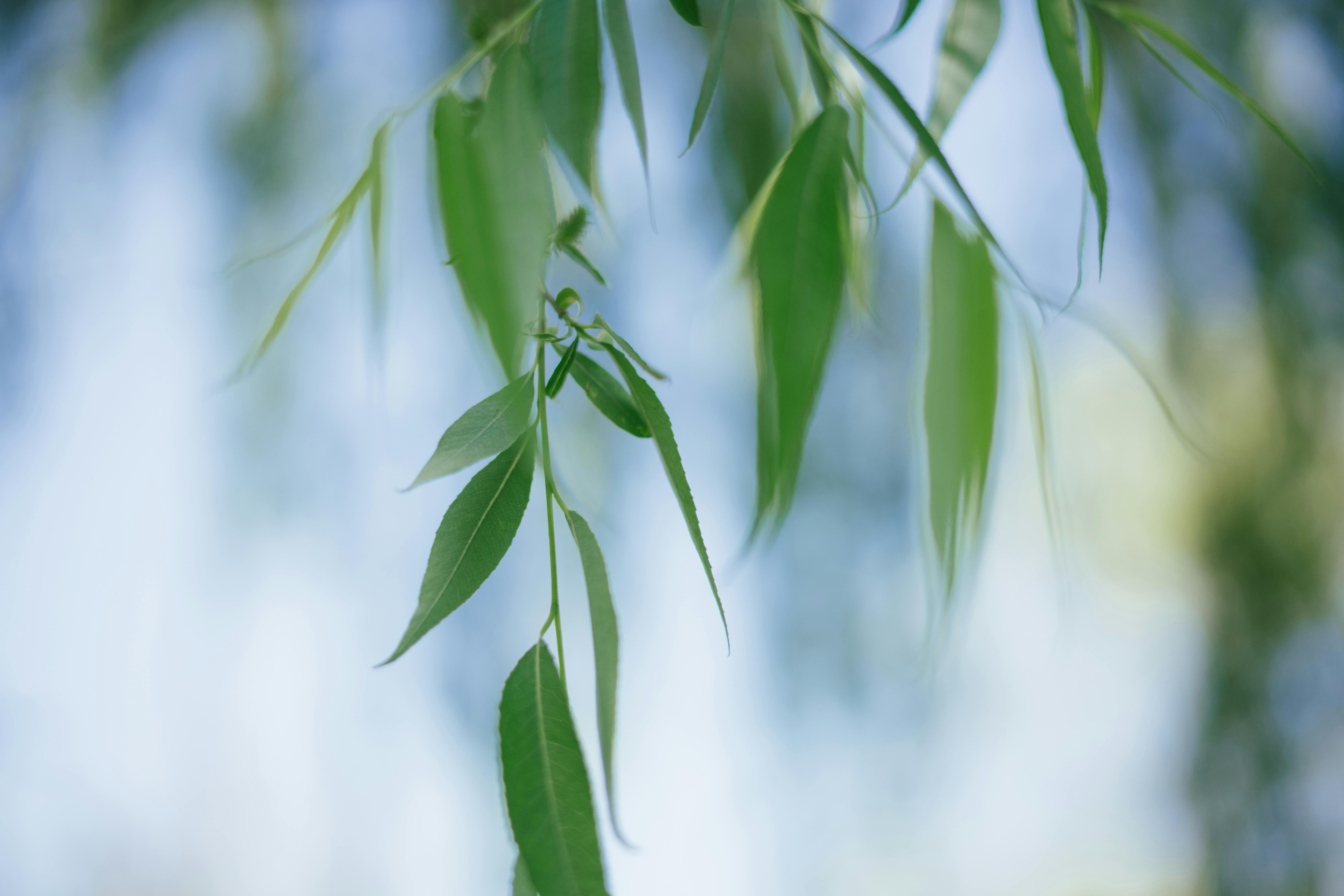 Close-Up Photo of Person Biting Heart Decor · Free Stock Photo