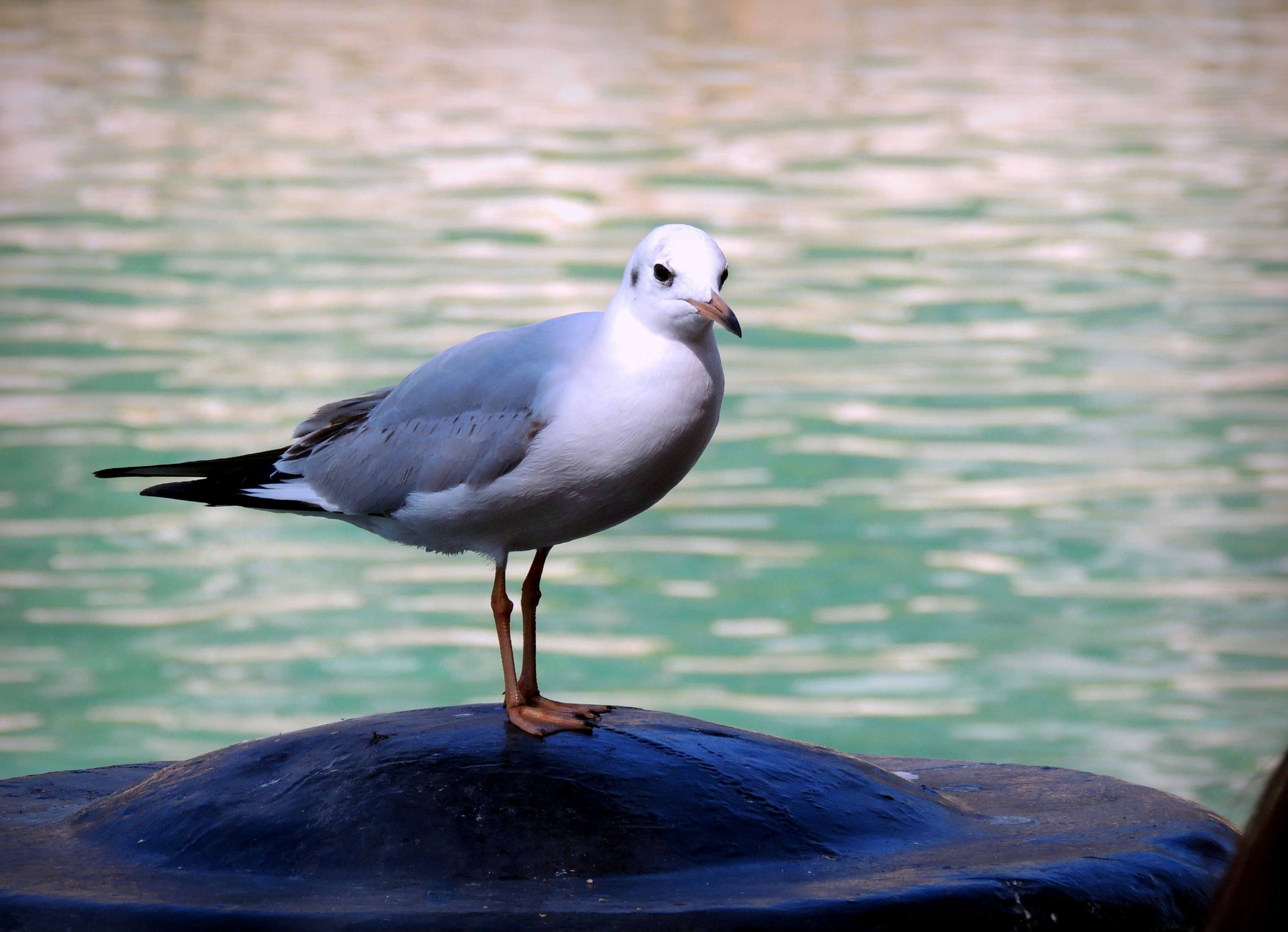 Close-up of a Seagull by the Water in Dubai · Free Stock Photo