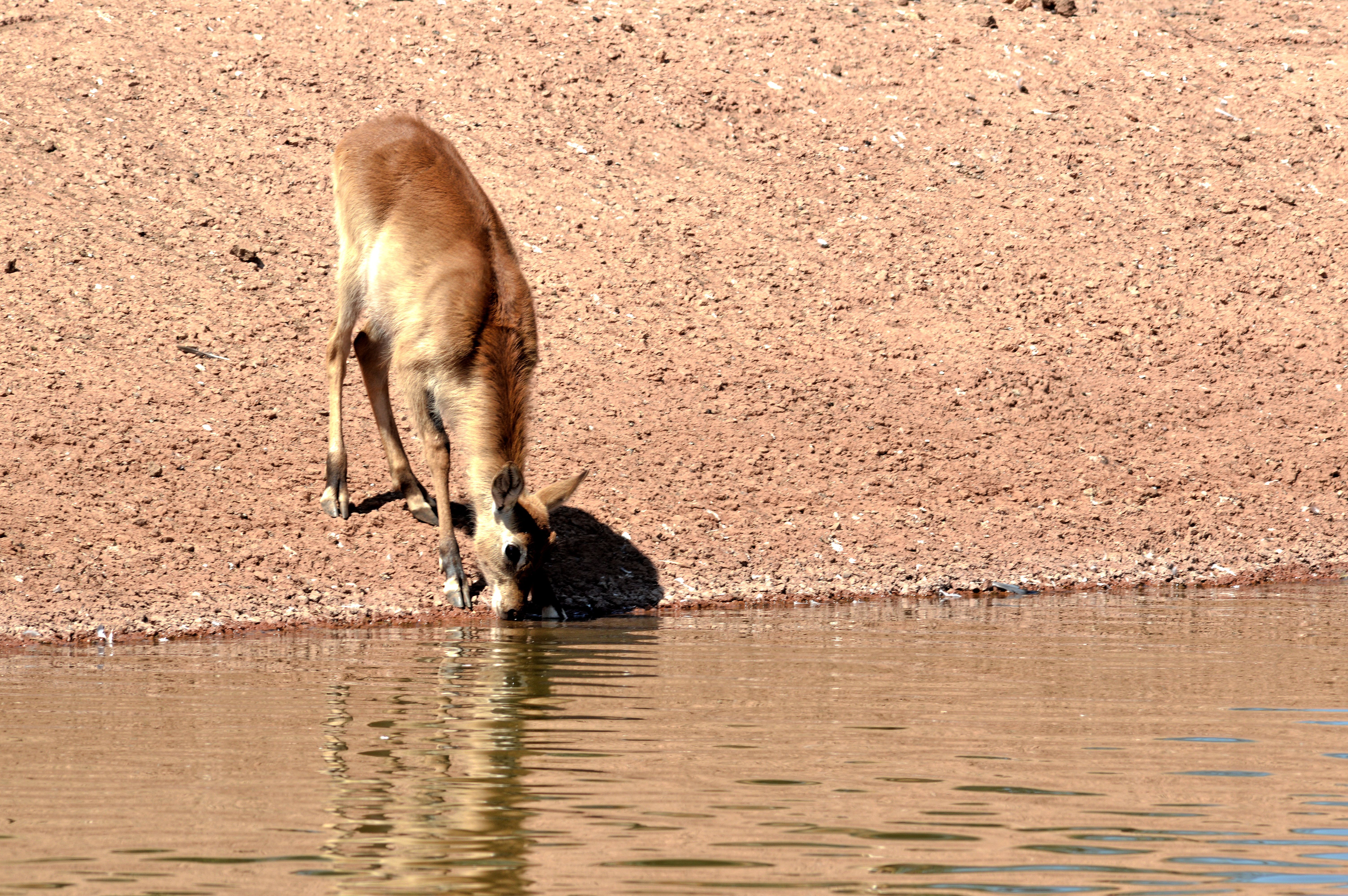 Antelope Drinking Water at Riverbank in Rabat · Free Stock Photo