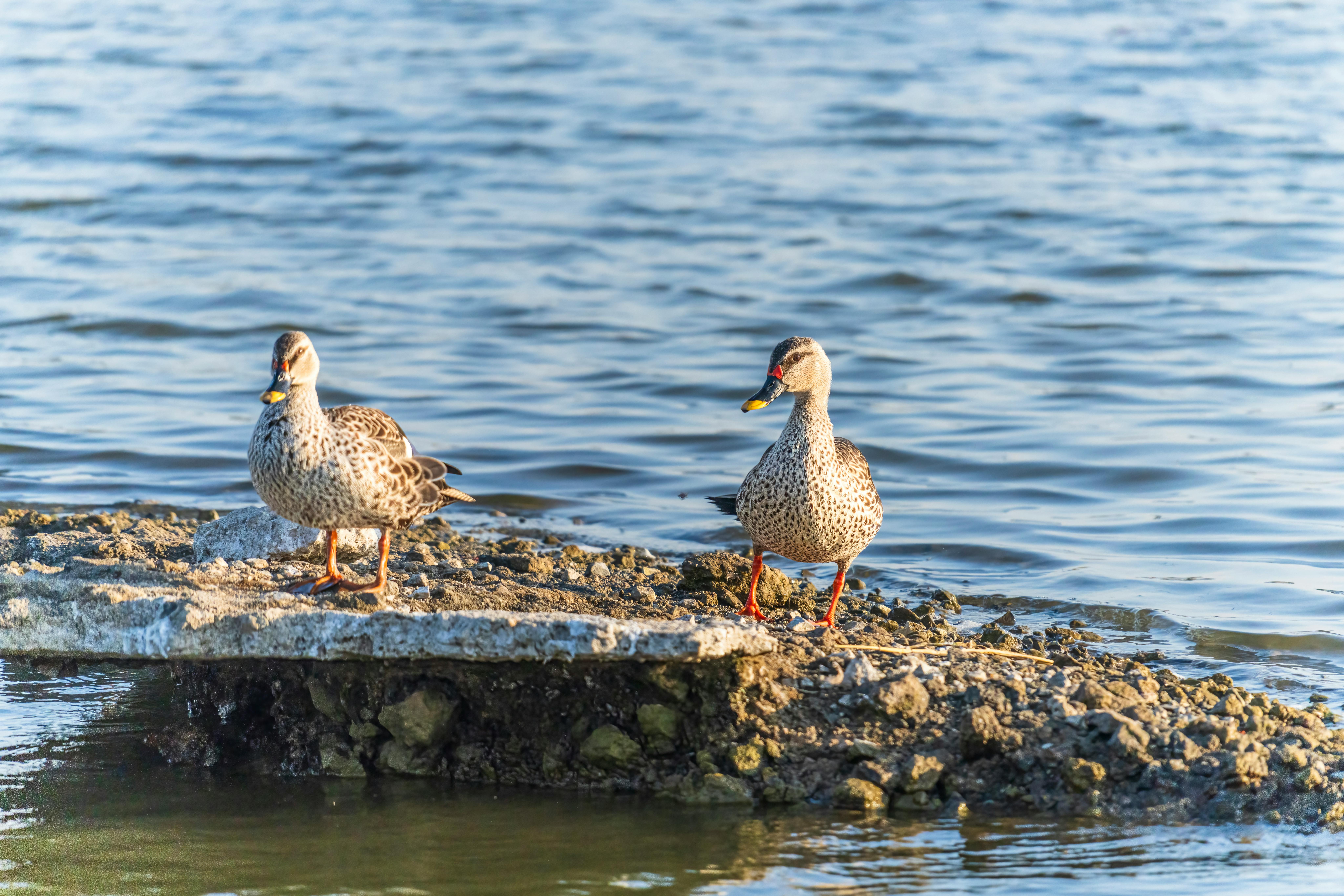 Spotted Ducks Resting on Rock by Tranquil Waters · Free Stock Photo