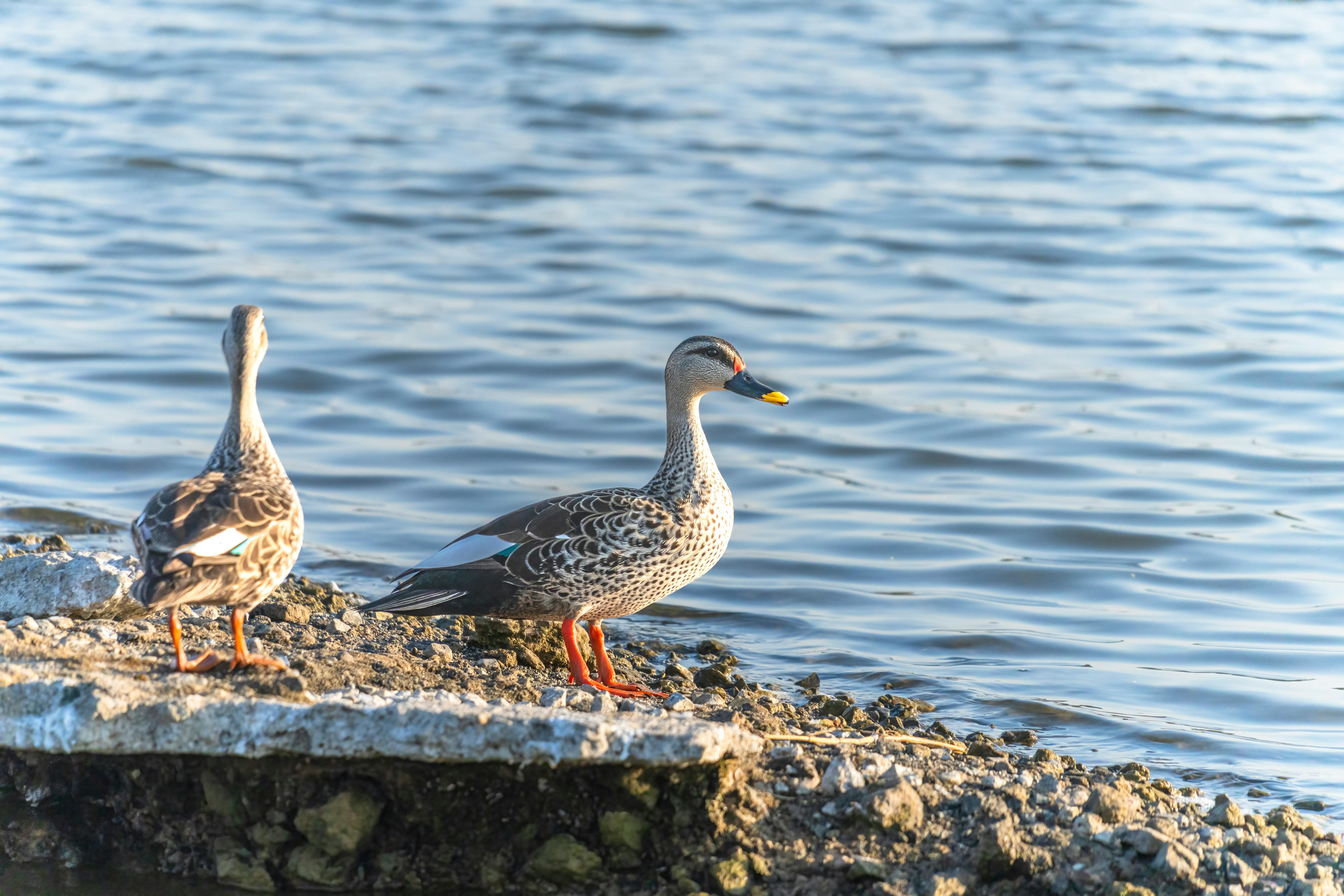 Pond Fauna Photos, Download The BEST Free Pond Fauna Stock Photos & HD ...