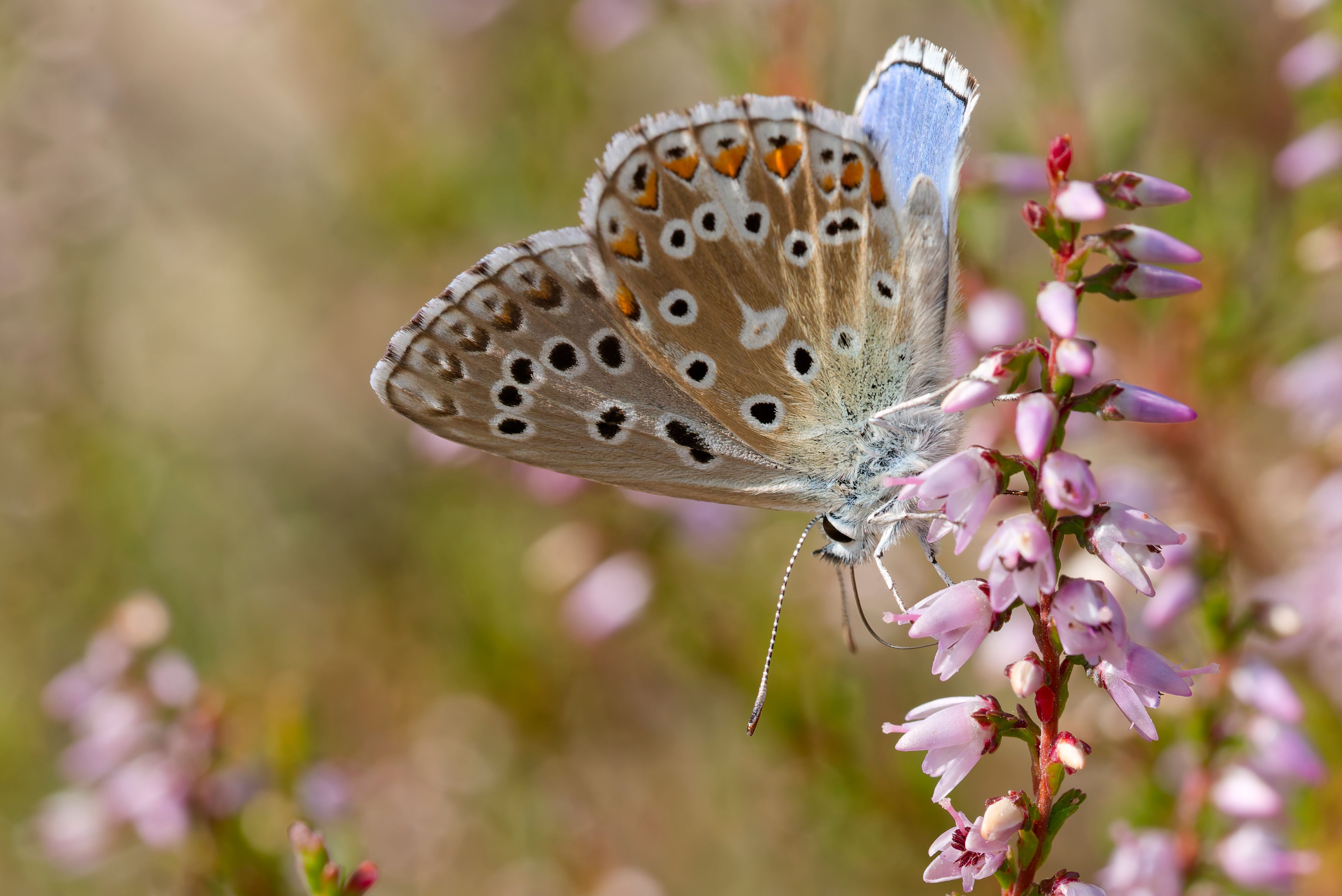 Close-Up Shot of a Common Blue Butterfly on Soil · Free Stock Photo