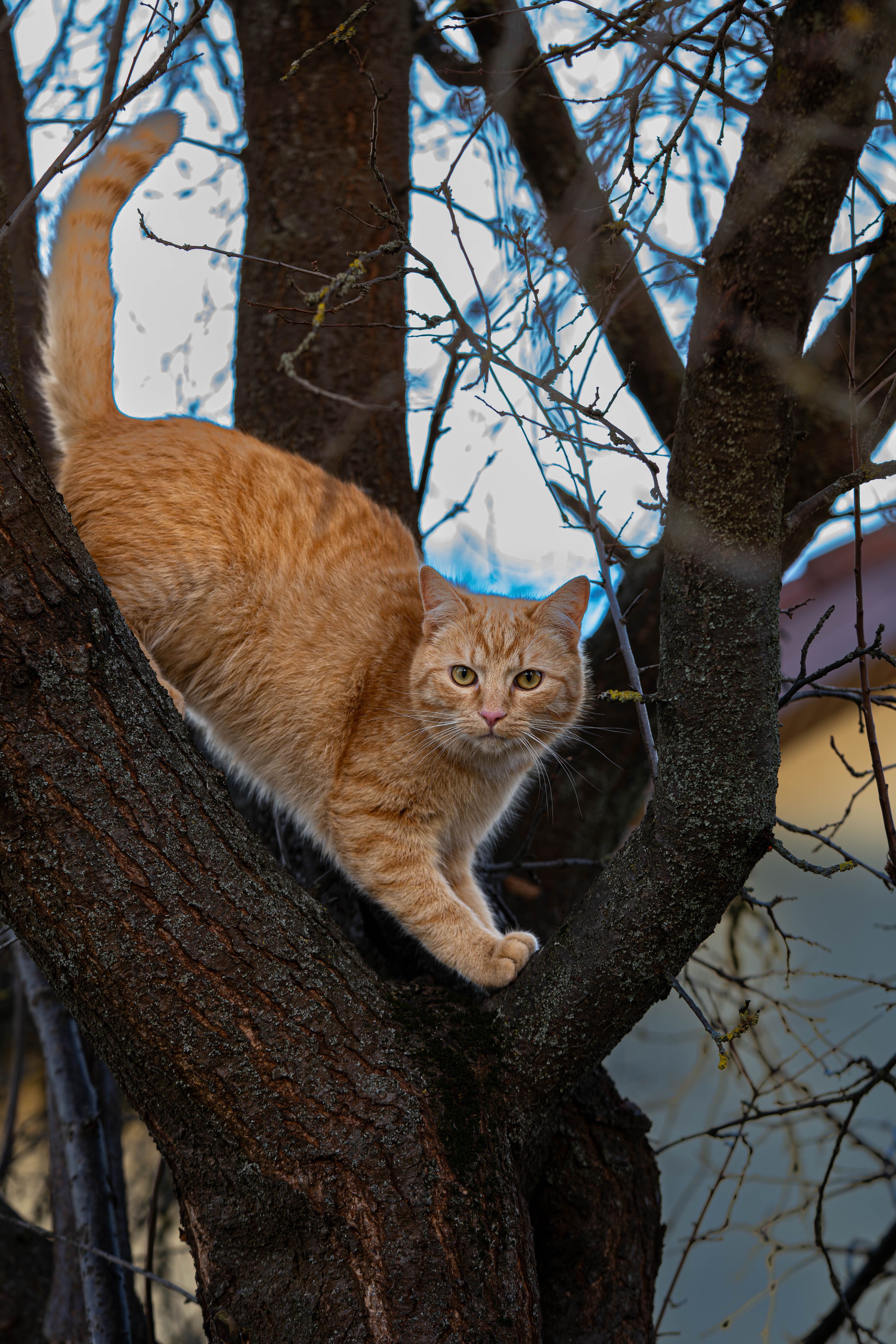 Orange Tabby Cat Climbing a Tree Outdoors · Free Stock Photo