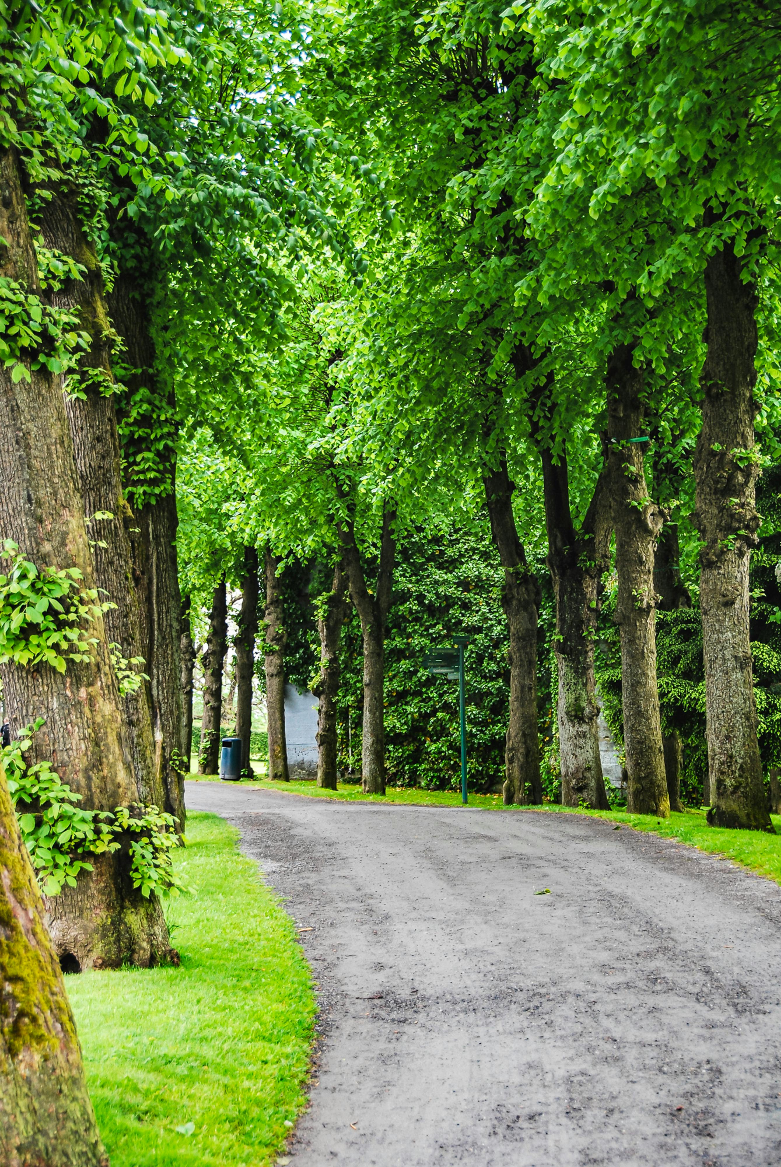 Lush Green Tree-Lined Path in a Summer Park · Free Stock Photo