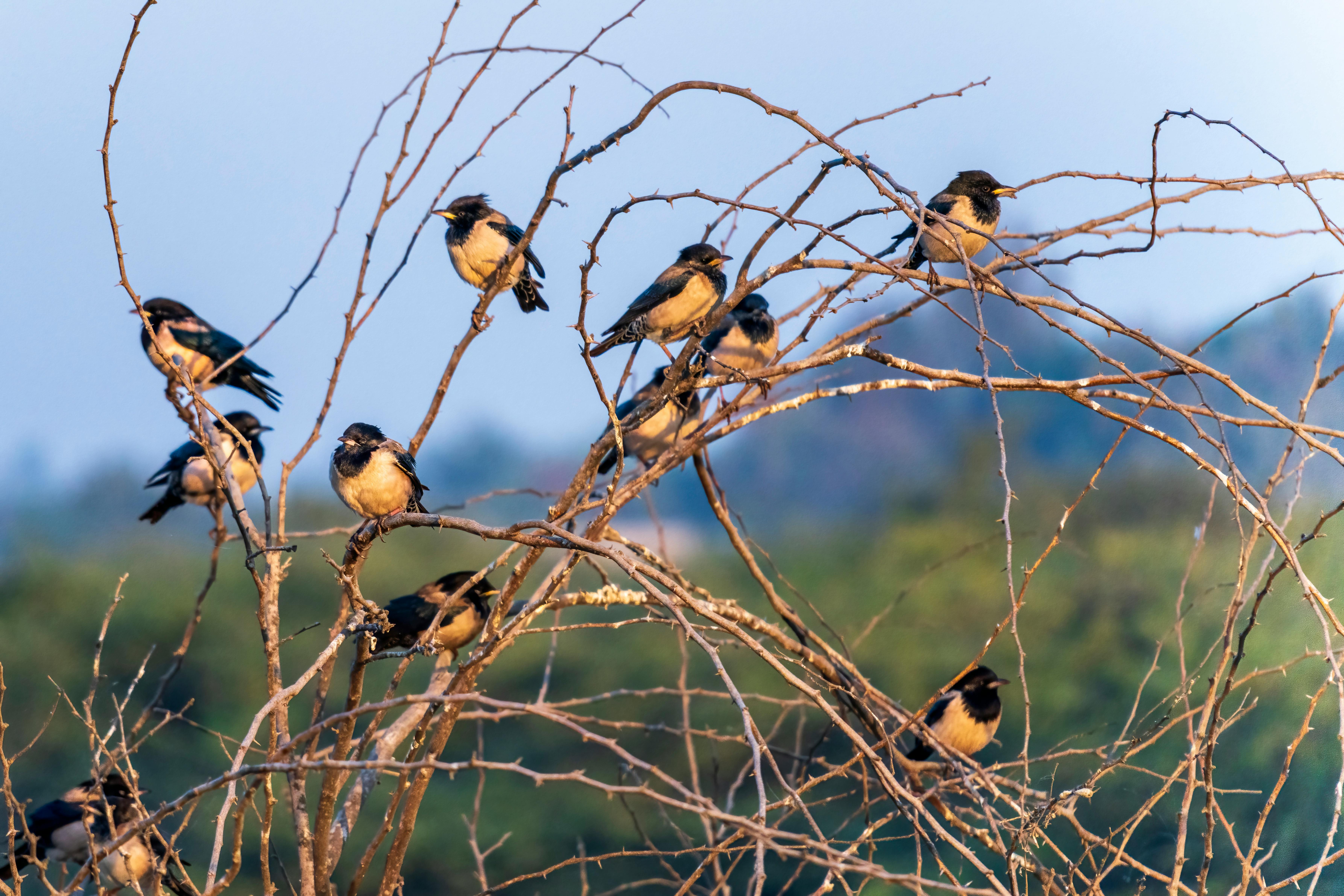 Pink Starlings Photos, Download The BEST Free Pink Starlings Stock ...