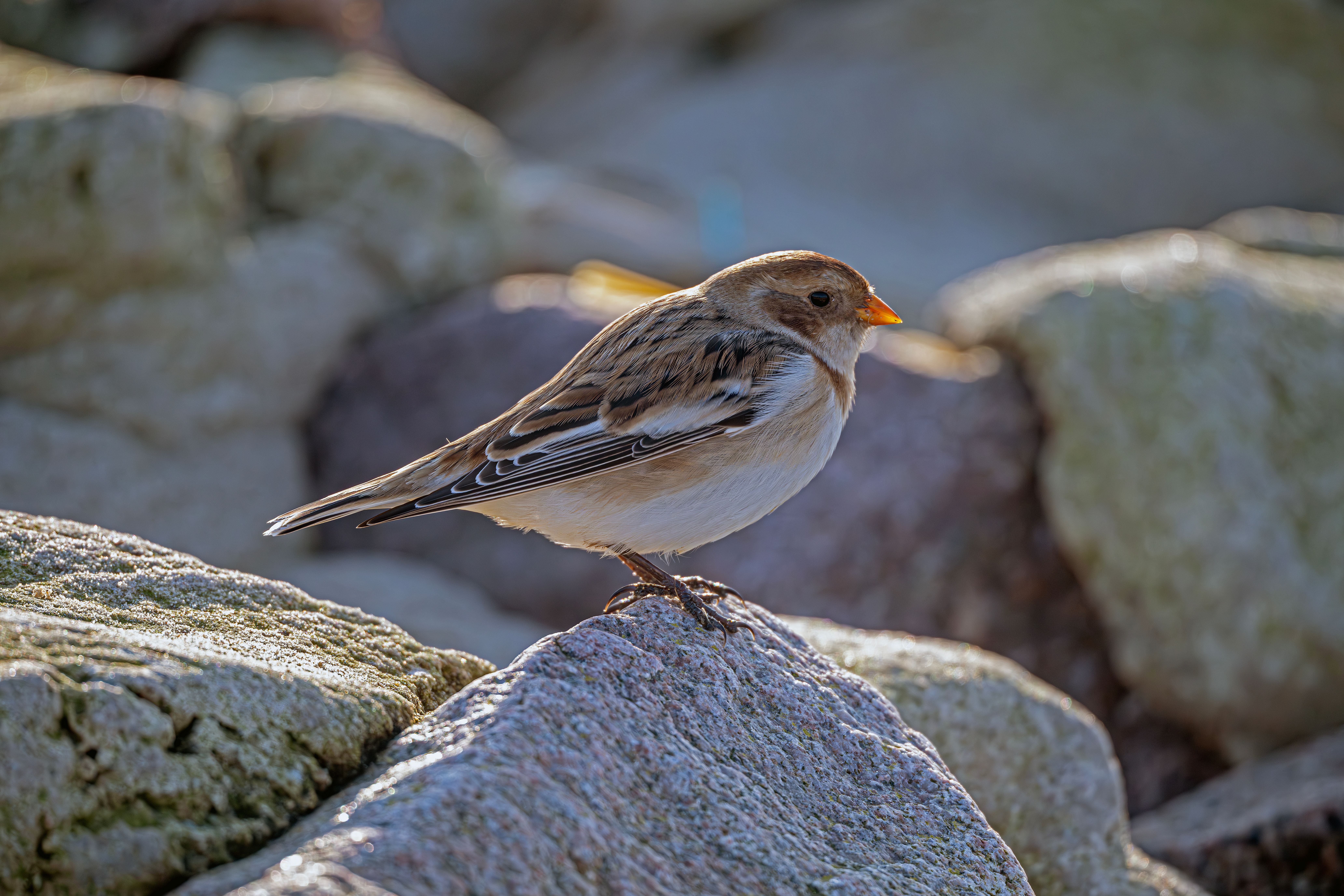 Snow Bunting on Rocky Winter Landscape in Germany · Free Stock Photo