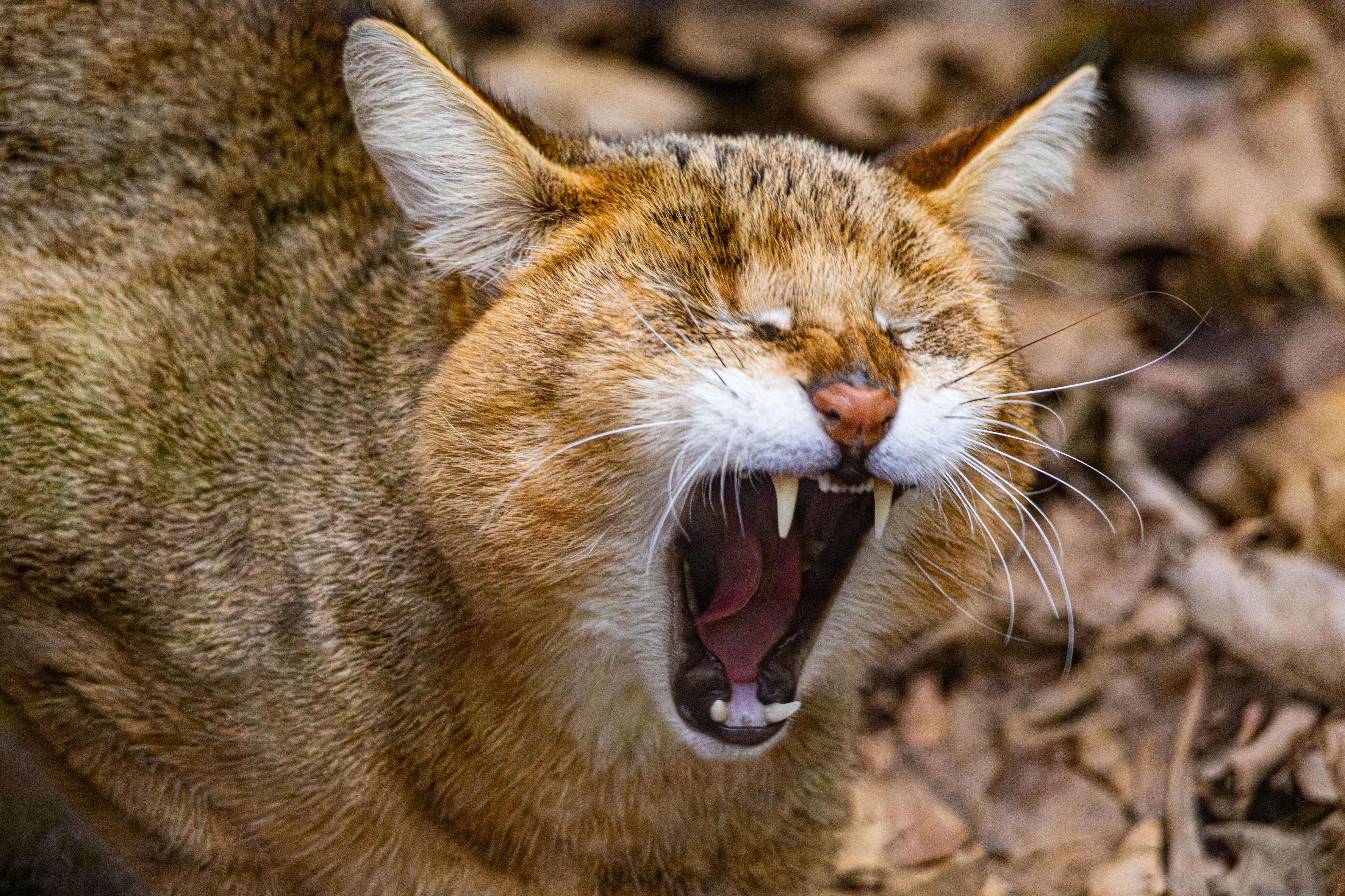Yawning Wildcat in Natural Habitat · Free Stock Photo