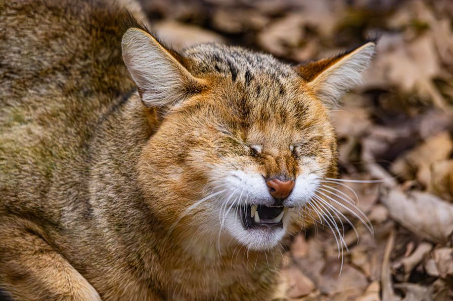 Wild Cats in England: Exploring Big Cats Across the UK
