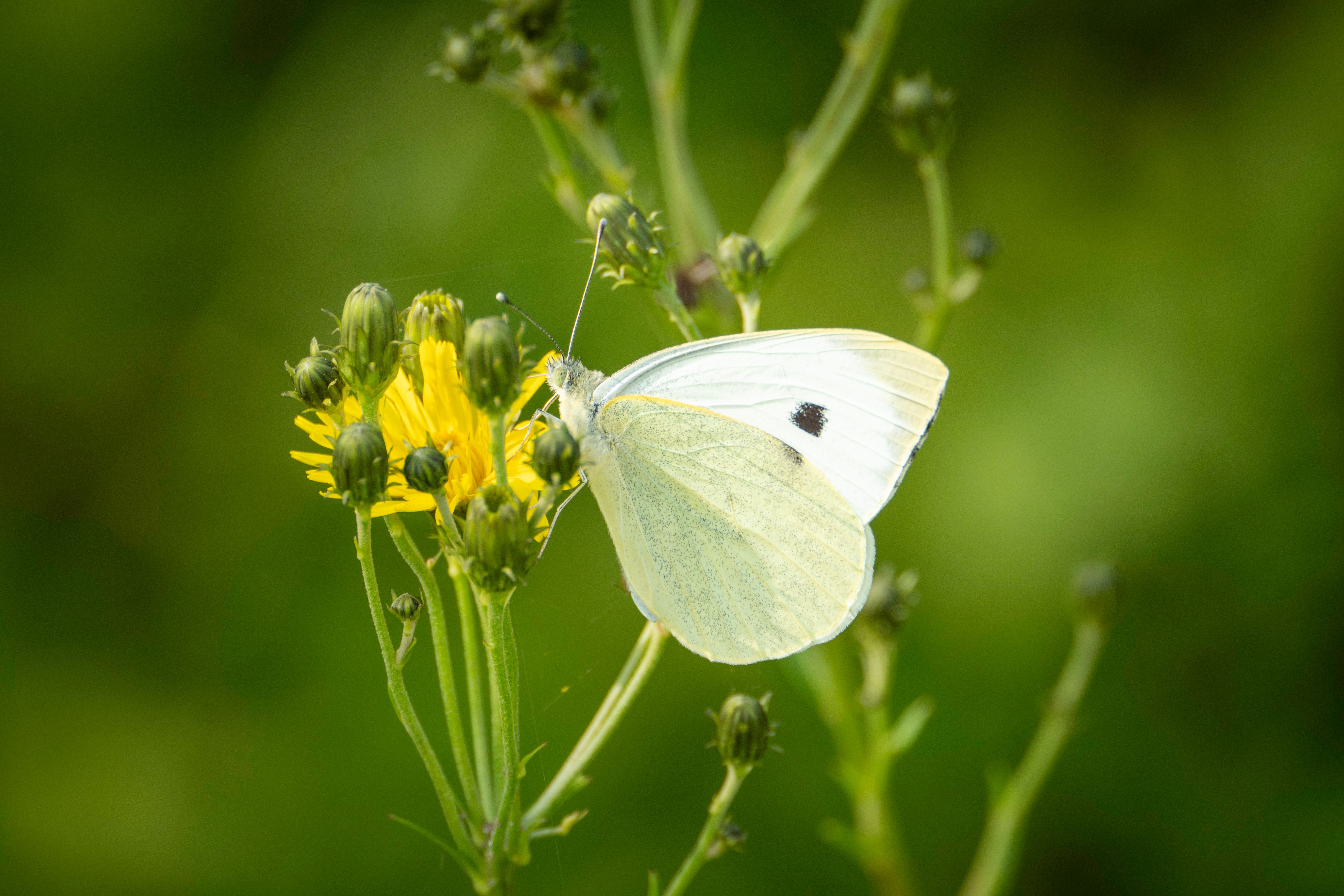 Cabbage White Butterfly on Yellow Flower · Free Stock Photo