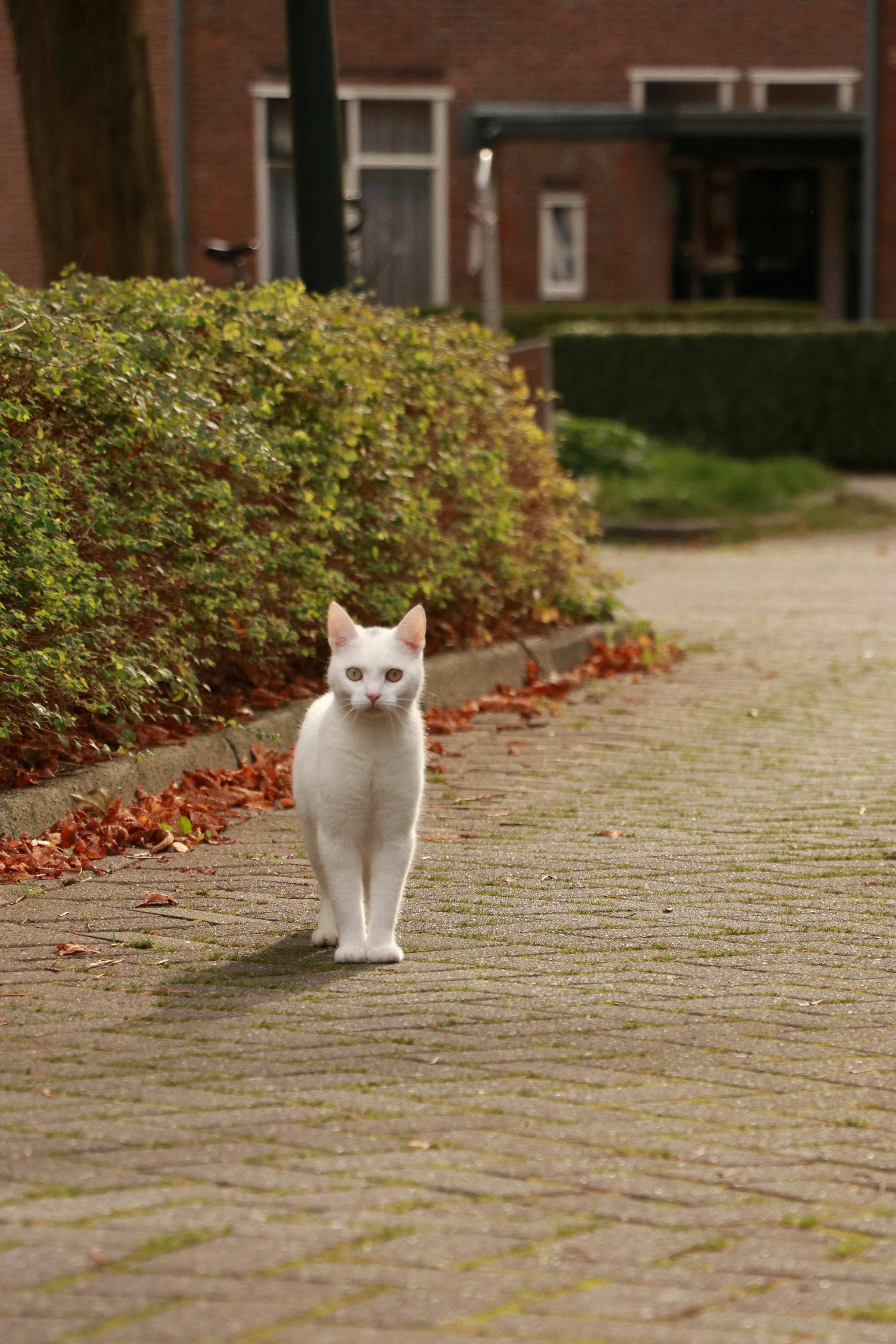 White Cat Strolling through Autumn Pathway · Free Stock Photo