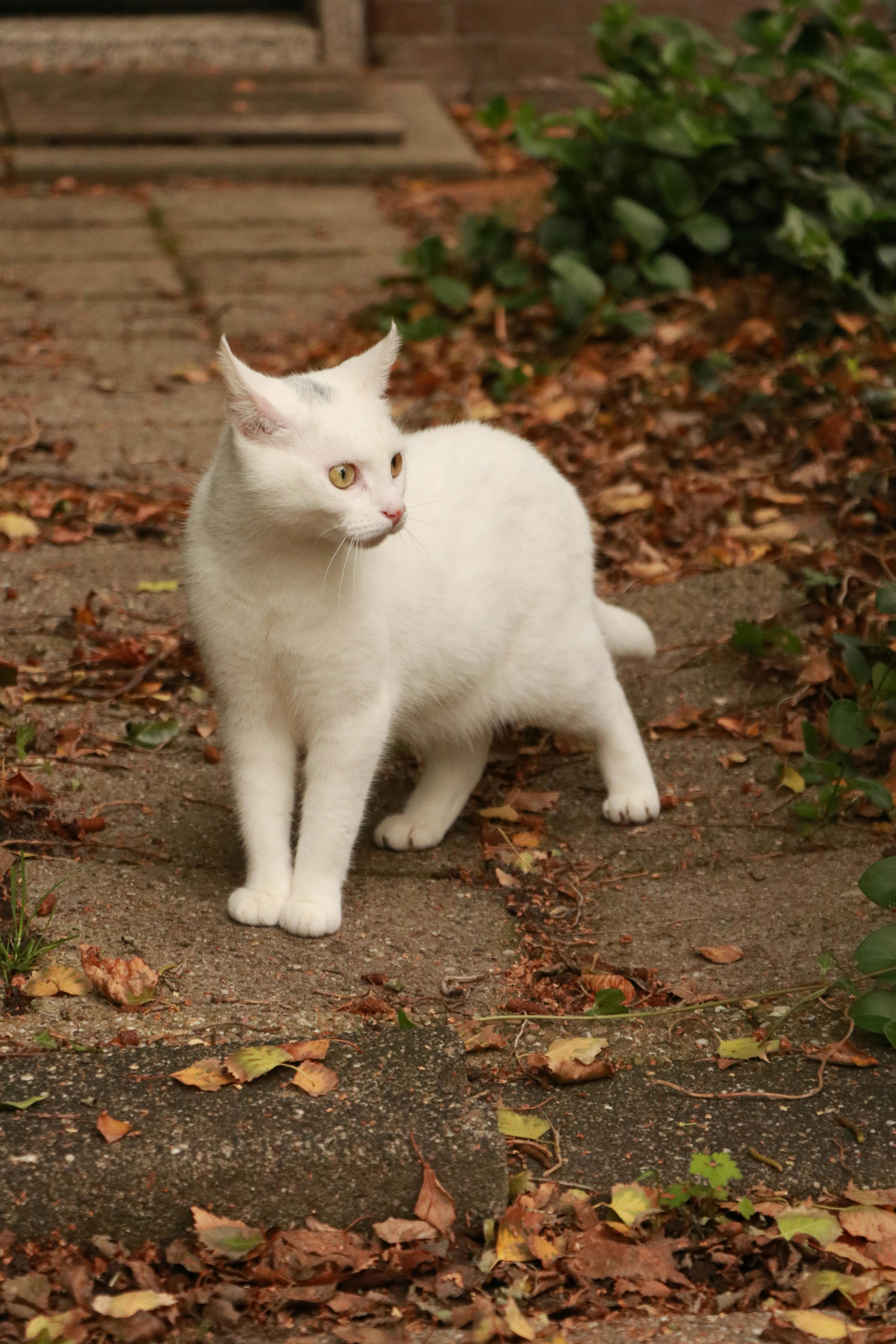 White Cat Standing on Leaf-Strewn Path in Fall · Free Stock Photo