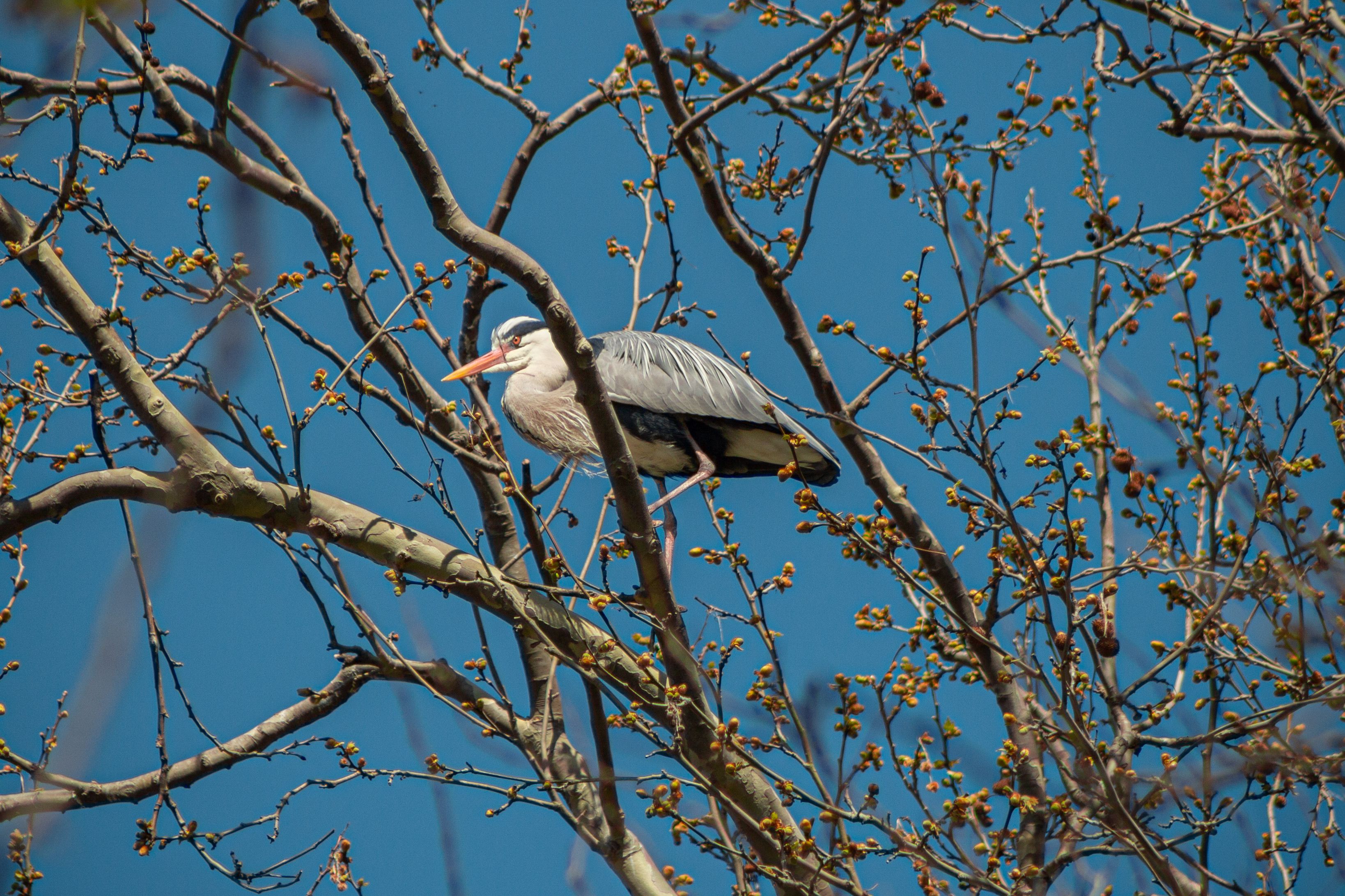 Great Blue Heron Perched in Spring Tree · Free Stock Photo