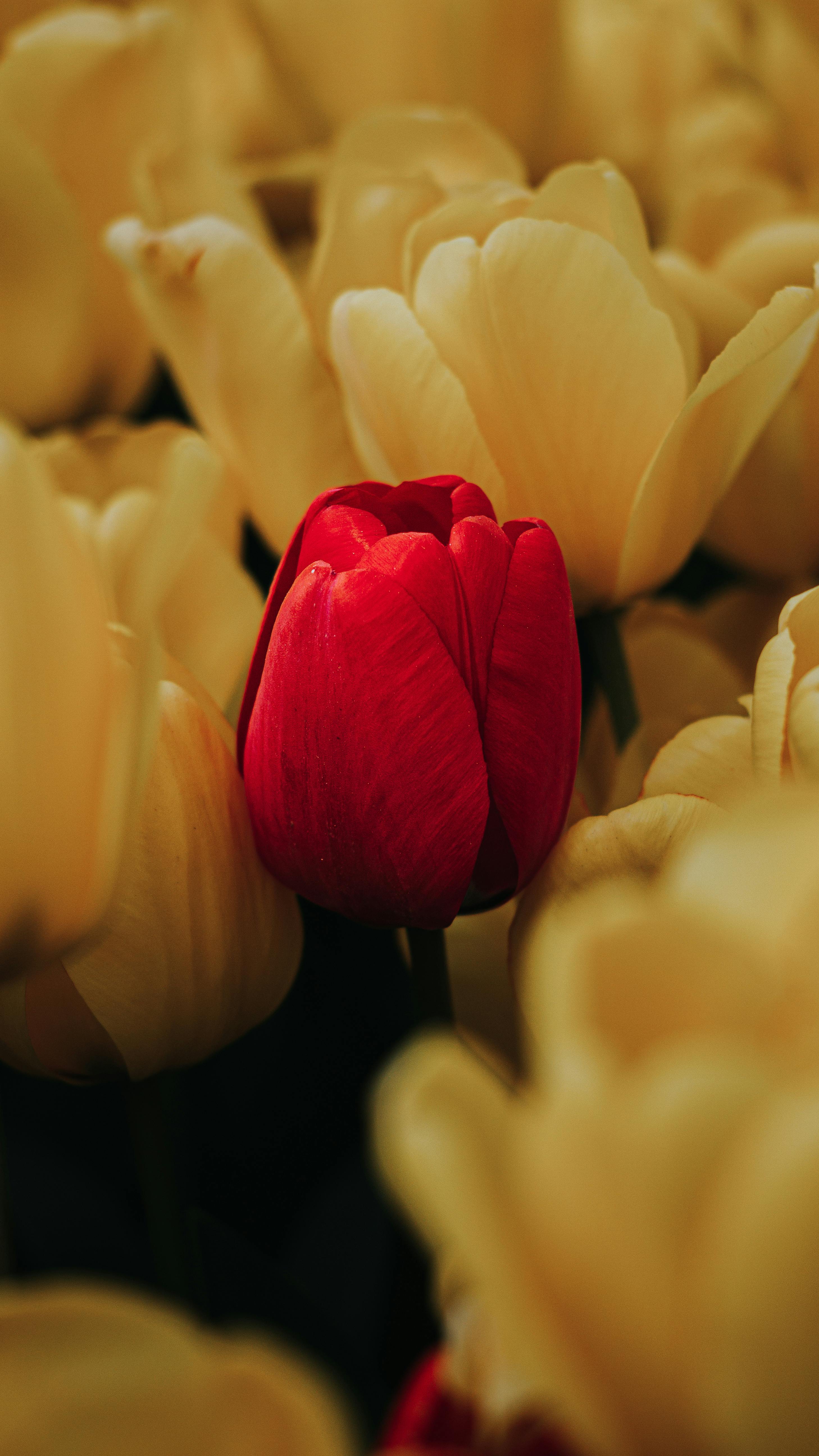 30,000+ Best Avatar+r63+images Photos · 100% Free Download · Pexels ...