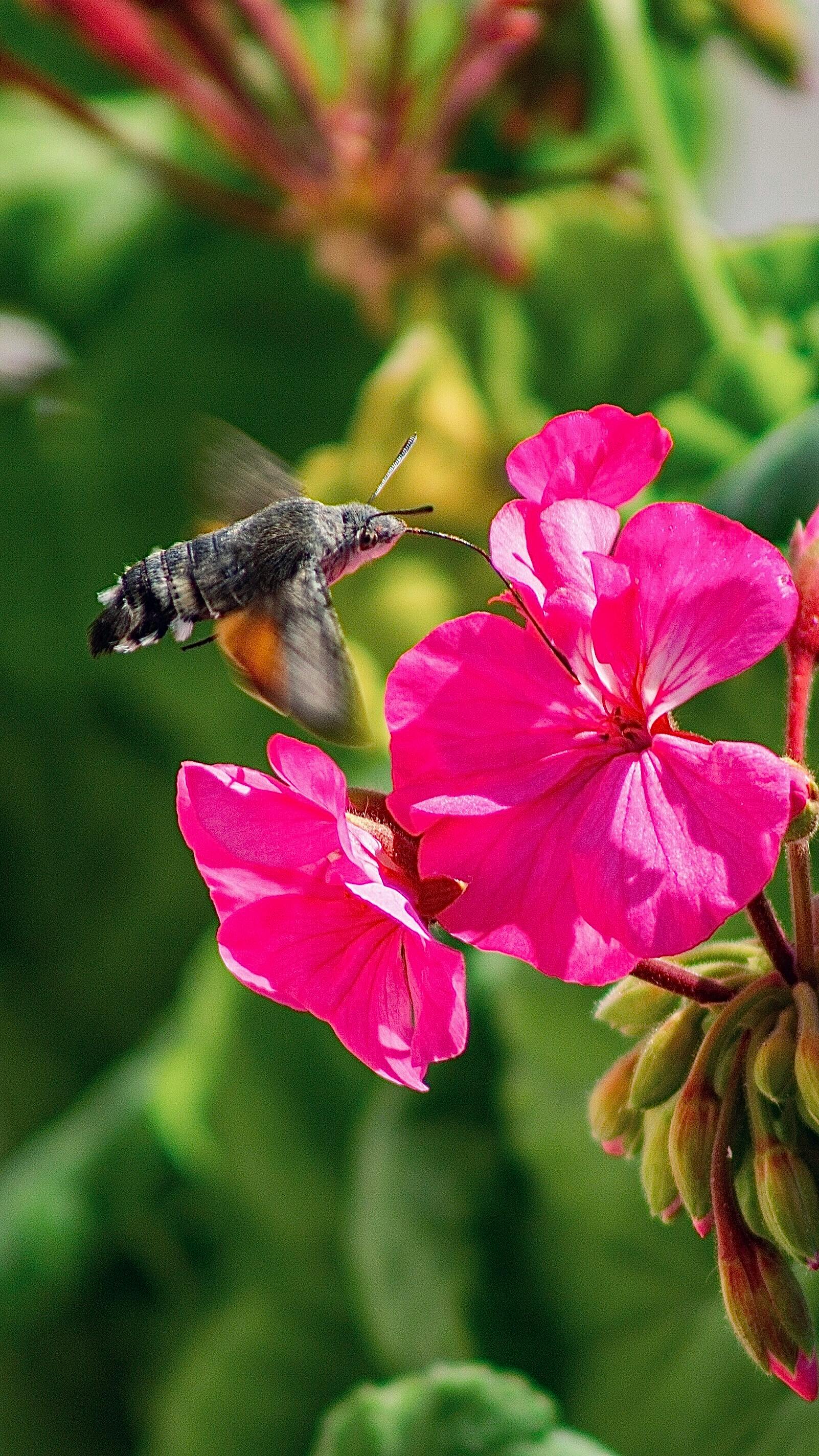 Hummingbird Moth Pollinating Pink Flowers · Free Stock Photo