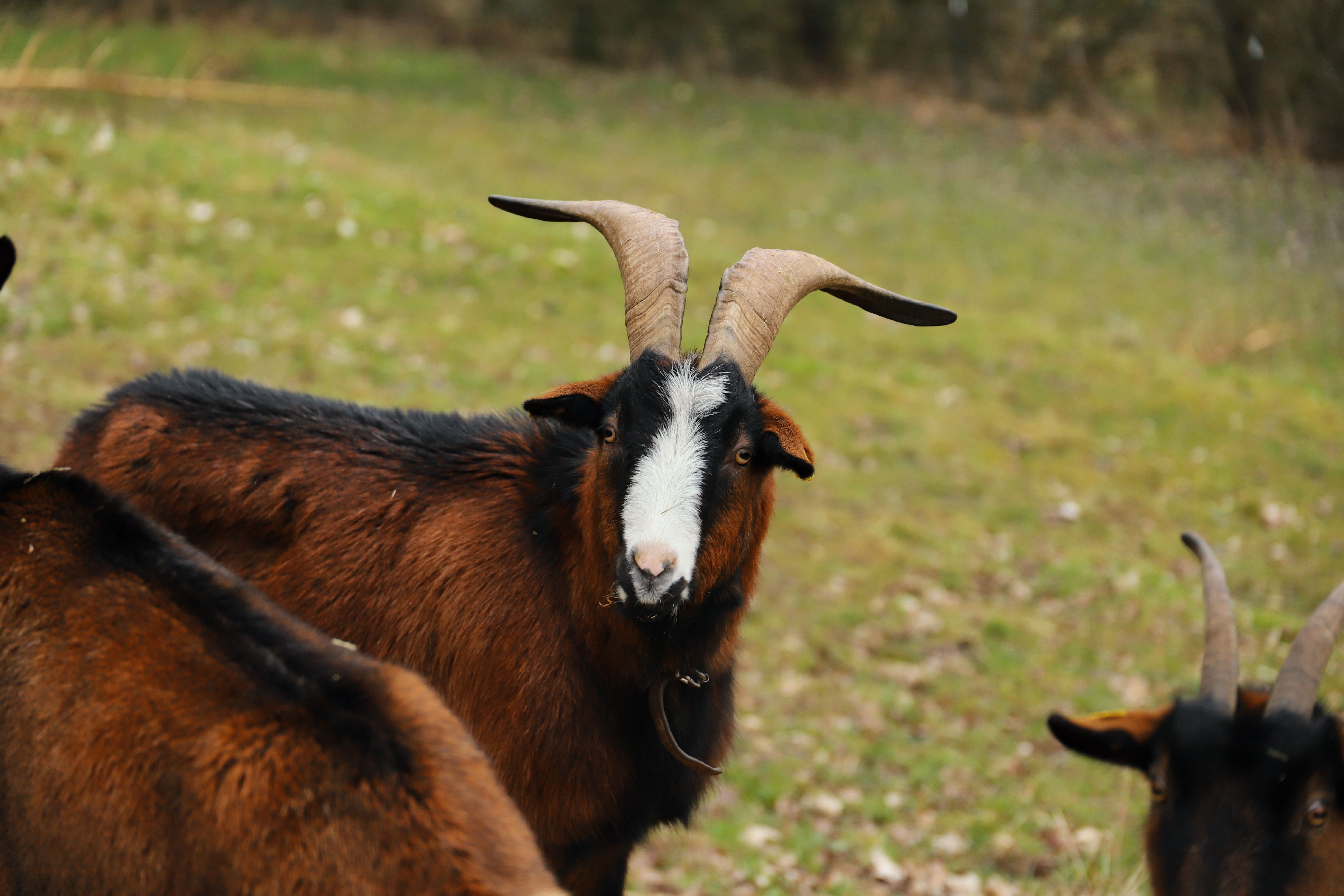Brown Goats Grazing in a Meadow Outdoors · Free Stock Photo